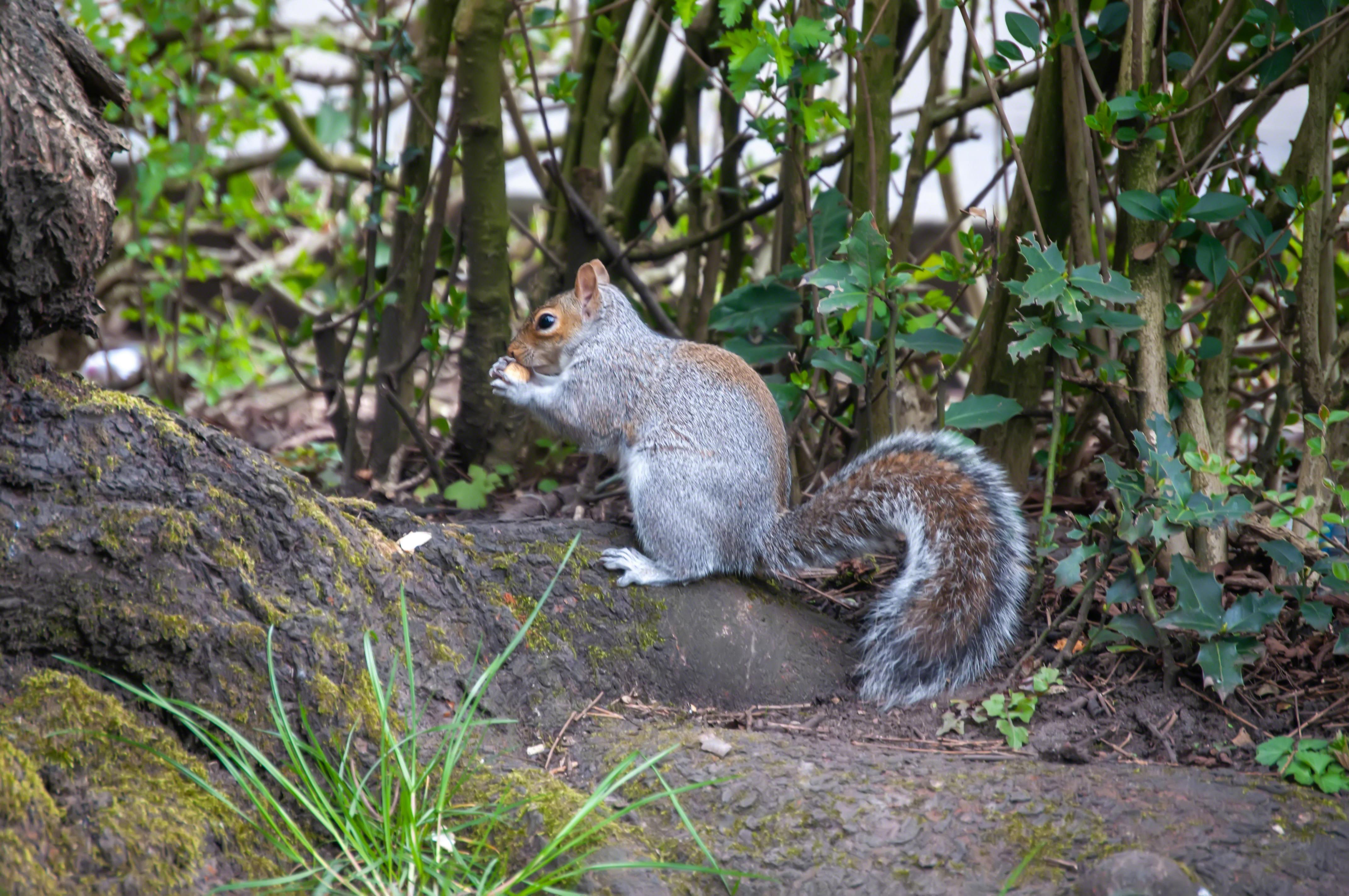 Ray Farrell - Fotografía