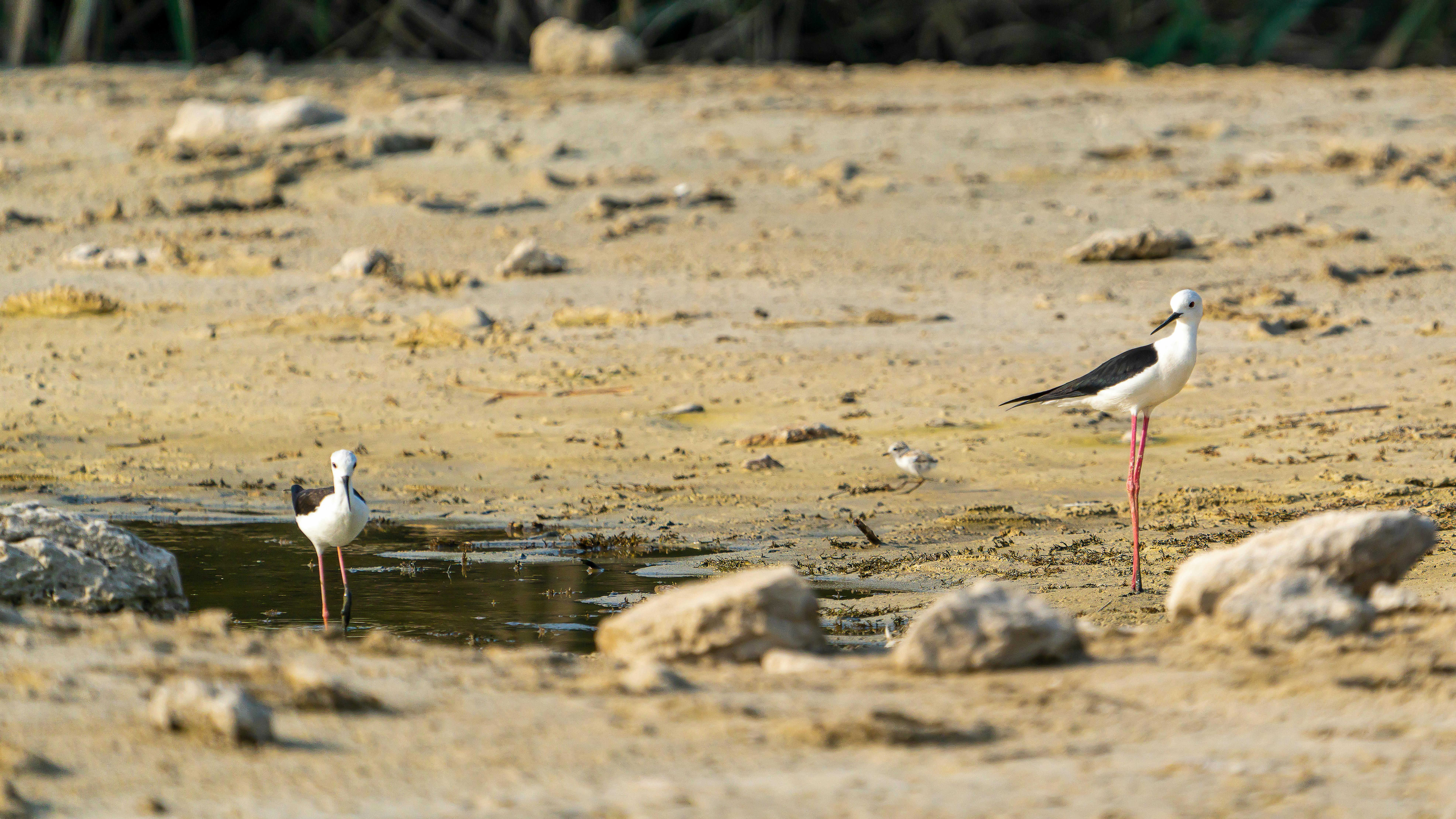 Stilts on ground in nature · Free Stock Photo