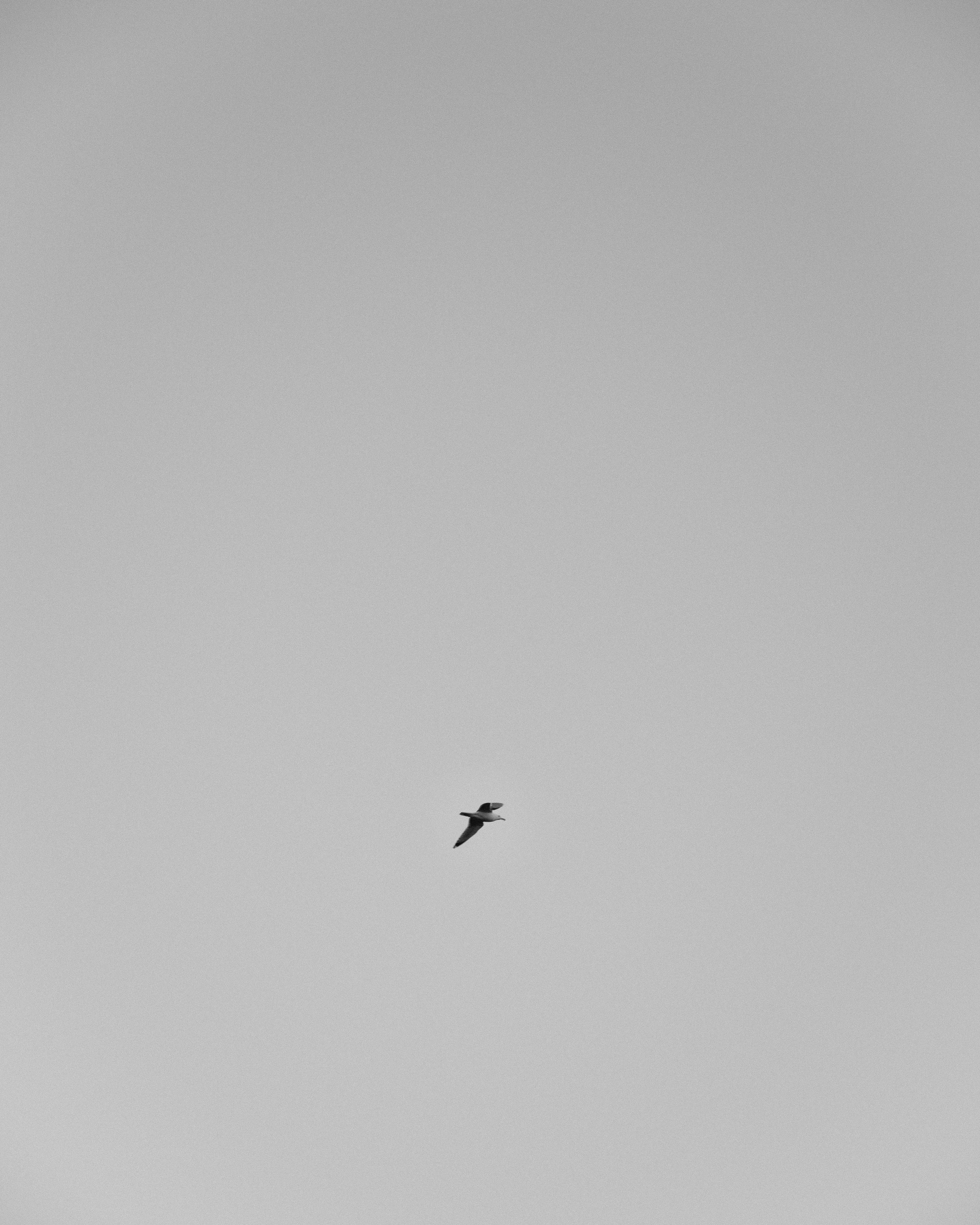 Grayscale Phot of a Bird · Free Stock Photo
