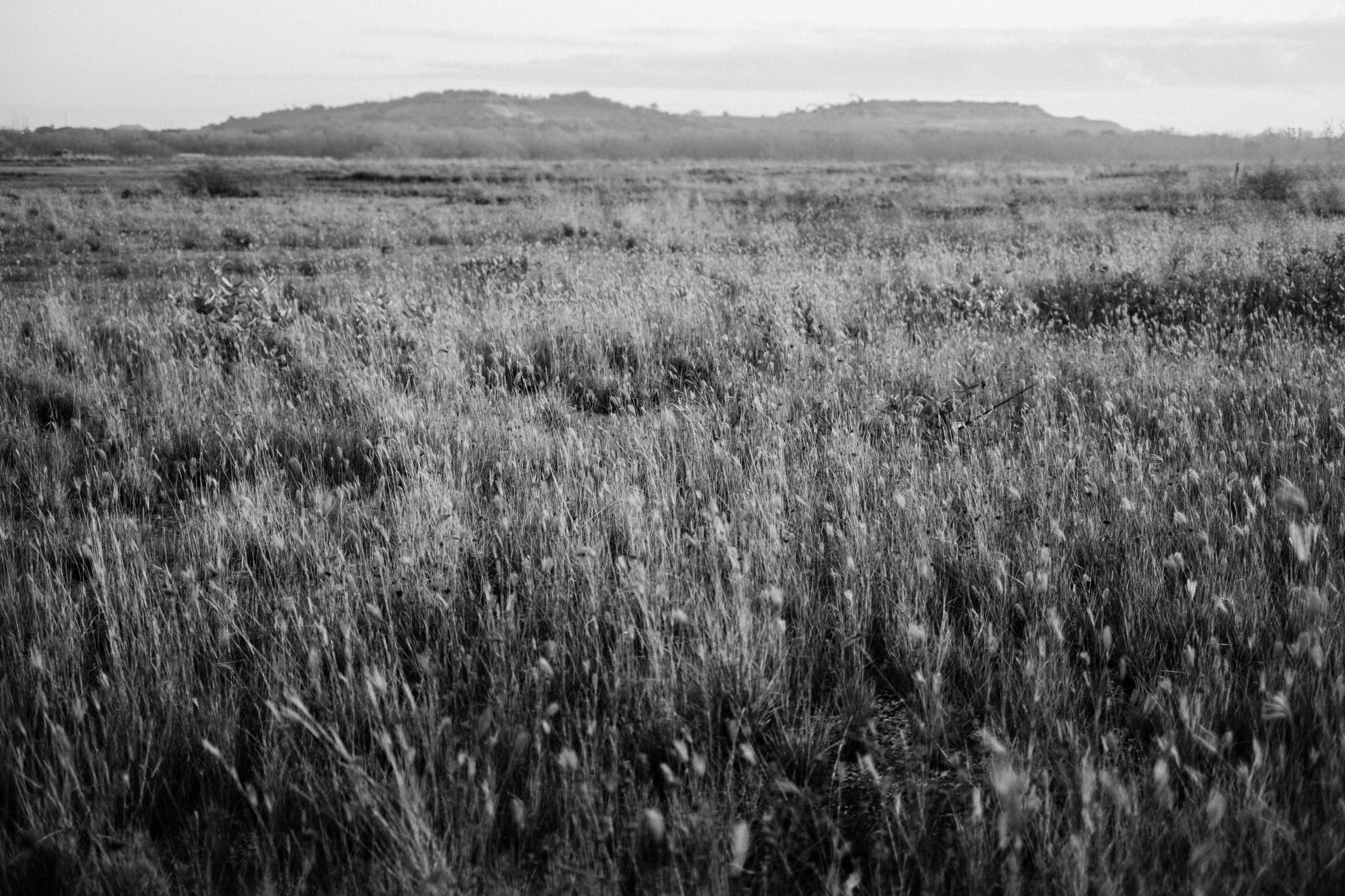 Grayscale Photo of Grass Field · Free Stock Photo