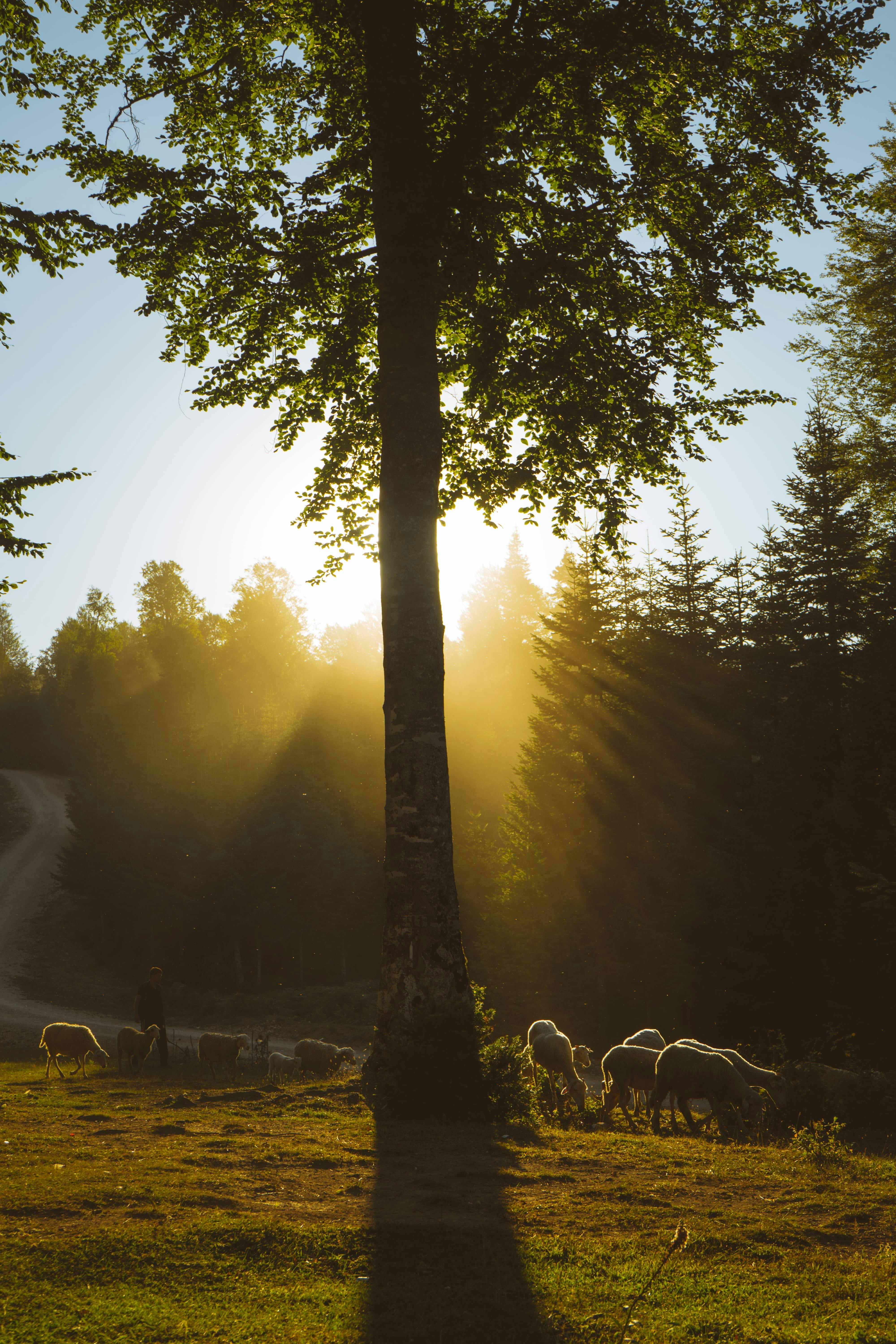 Sun Rays Coming Through Trees · Free Stock Photo