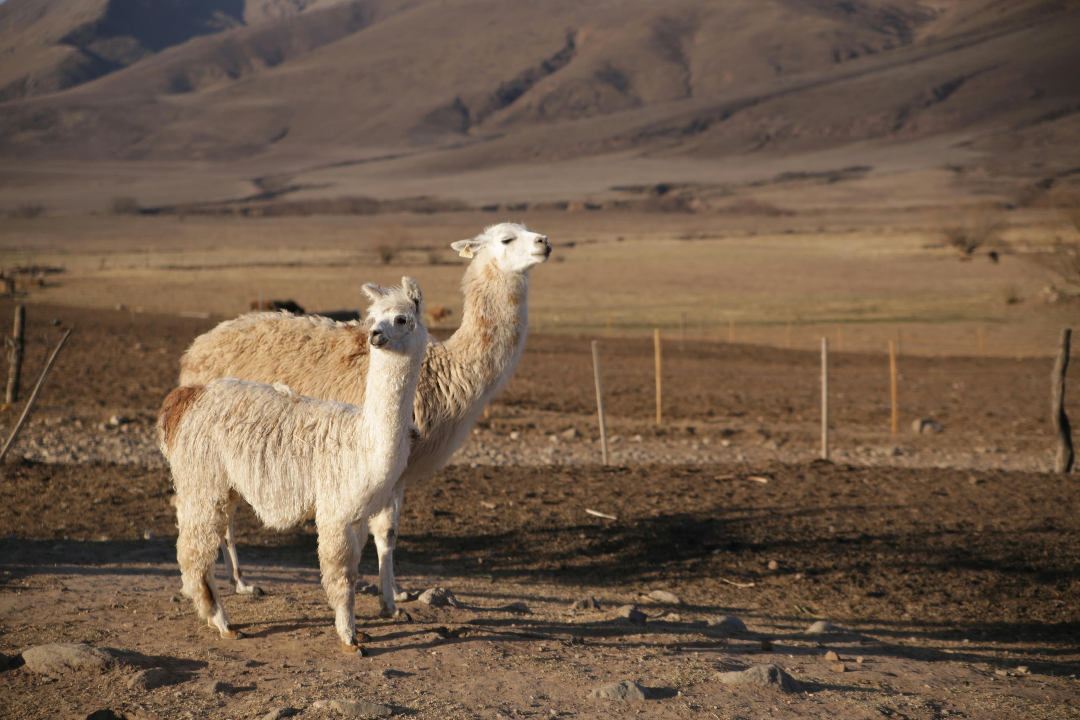 Two Llamas on the Sand · Free Stock Photo