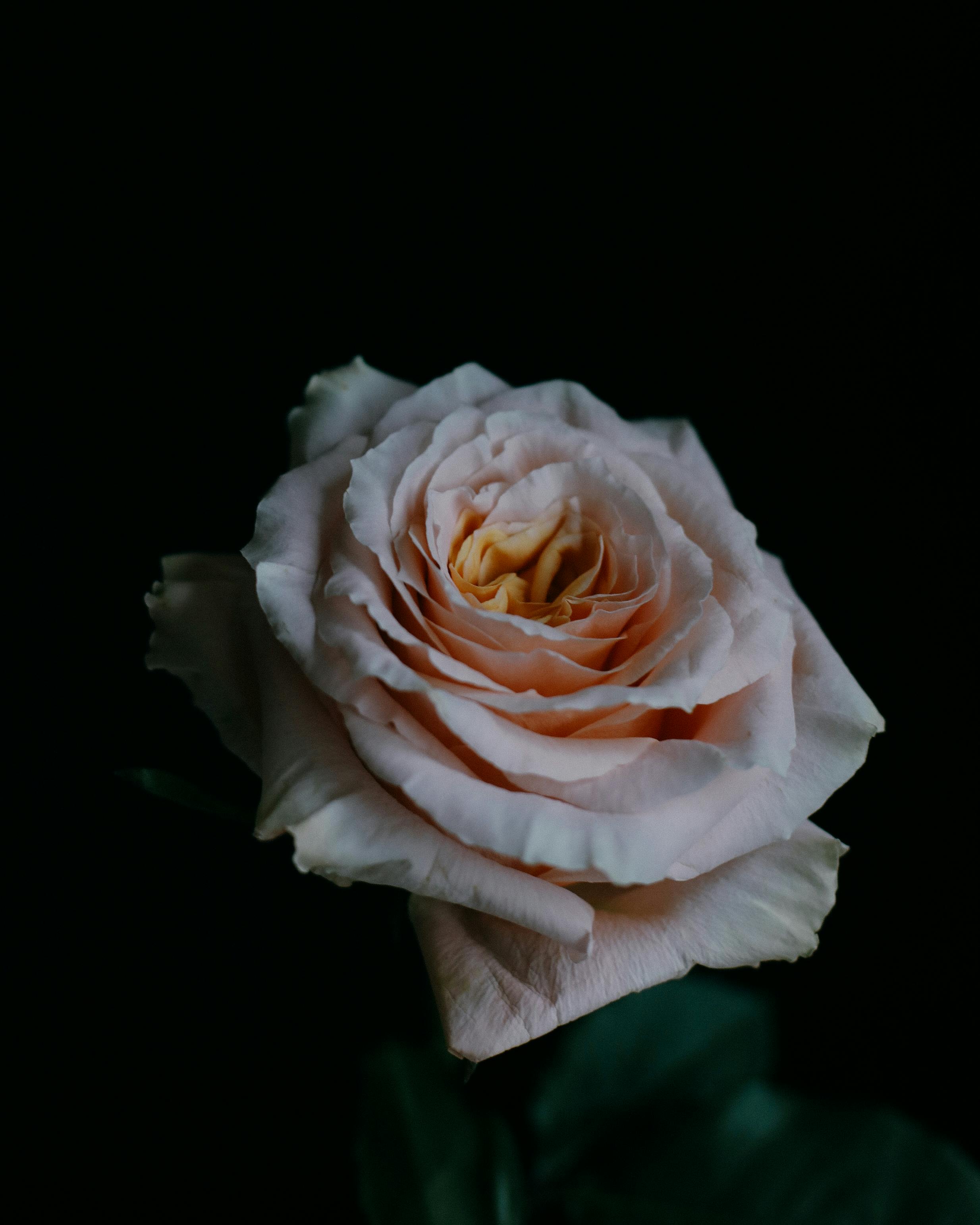 Close-up Photo of Withered Roses · Free Stock Photo