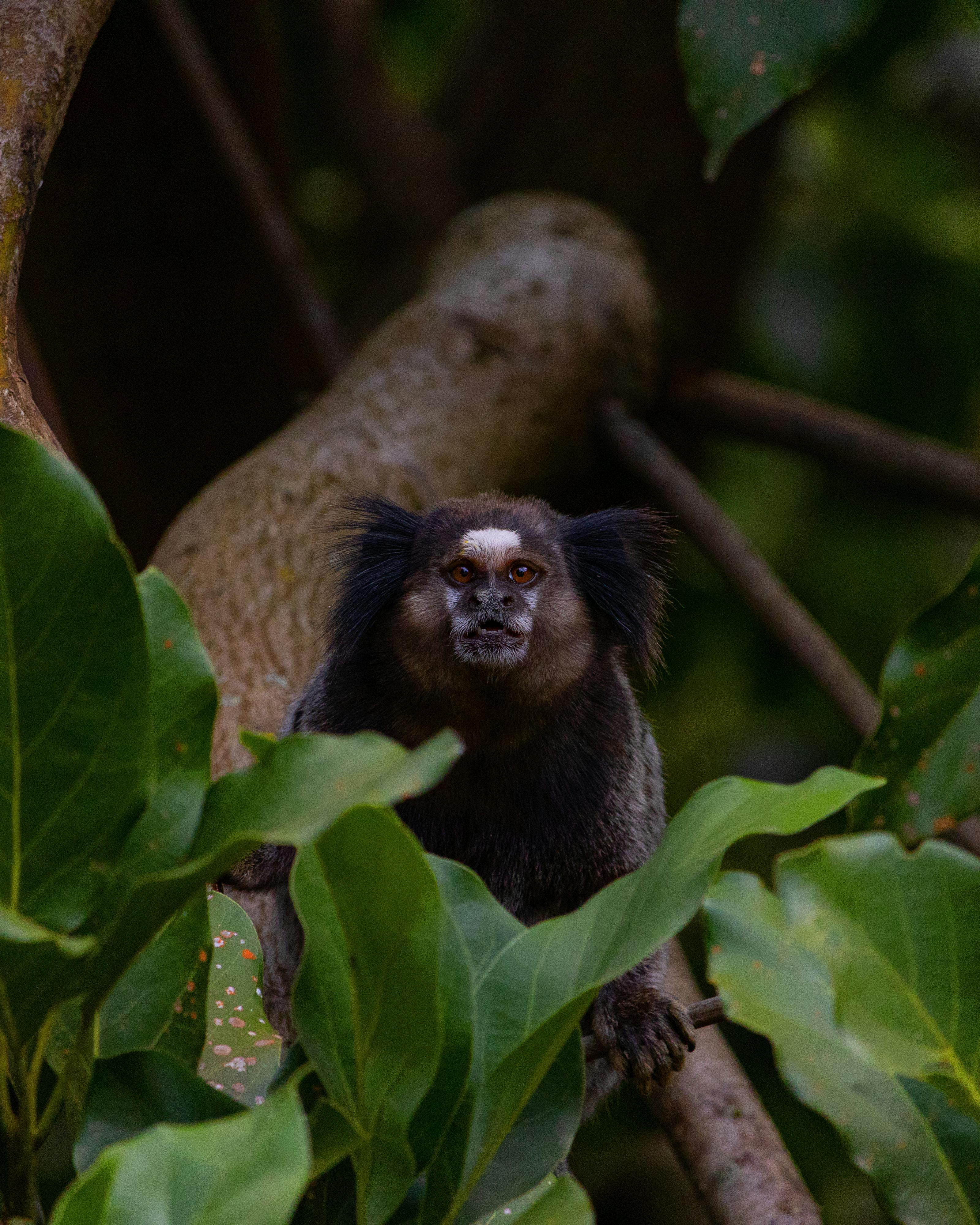 Brown Monkey Hanging on the Rope · Free Stock Photo
