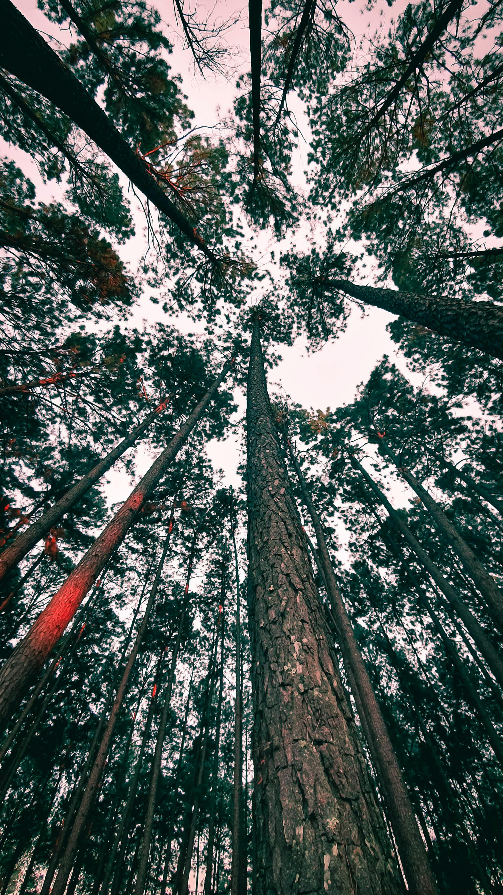 Low Angle Photography of Tree · Free Stock Photo
