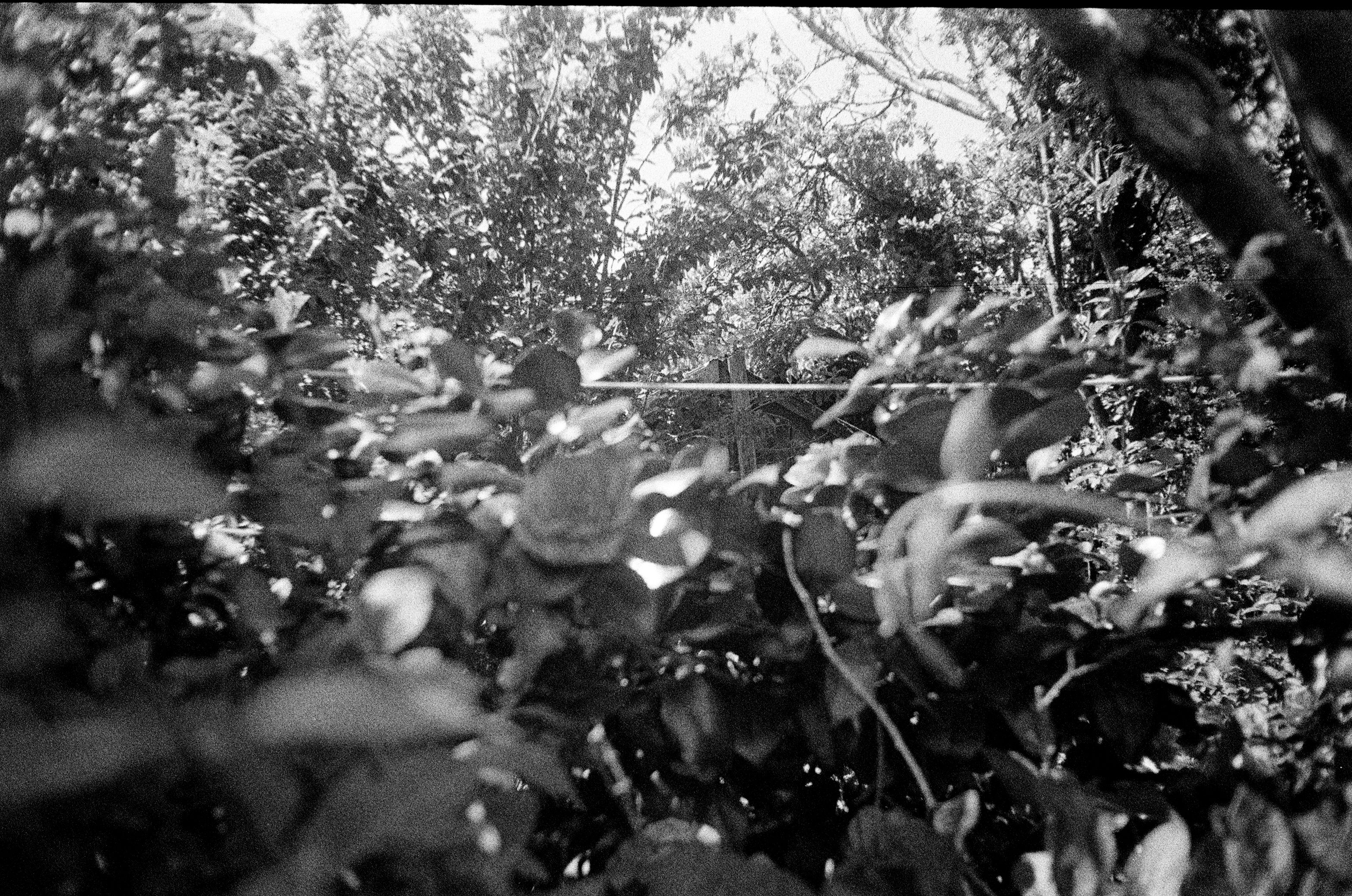 Grayscale Photography of Plants and Trees · Free Stock Photo