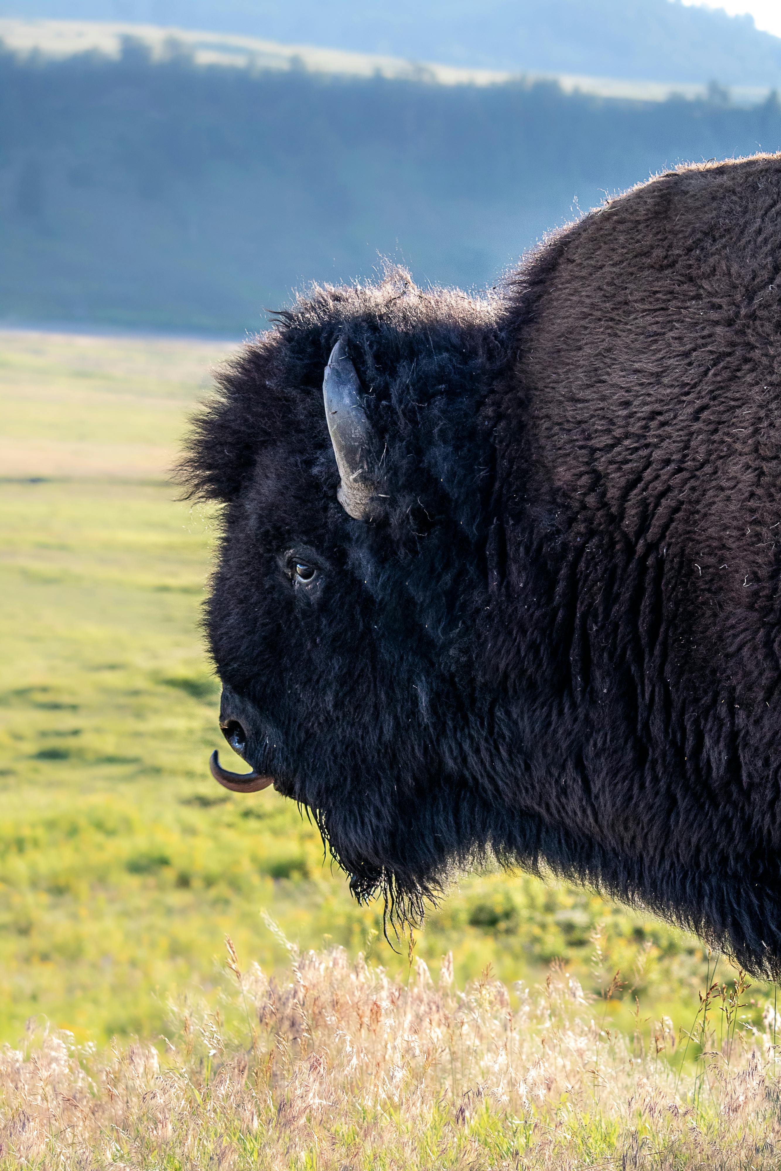 Side Portrait of a Bison · Free Stock Photo