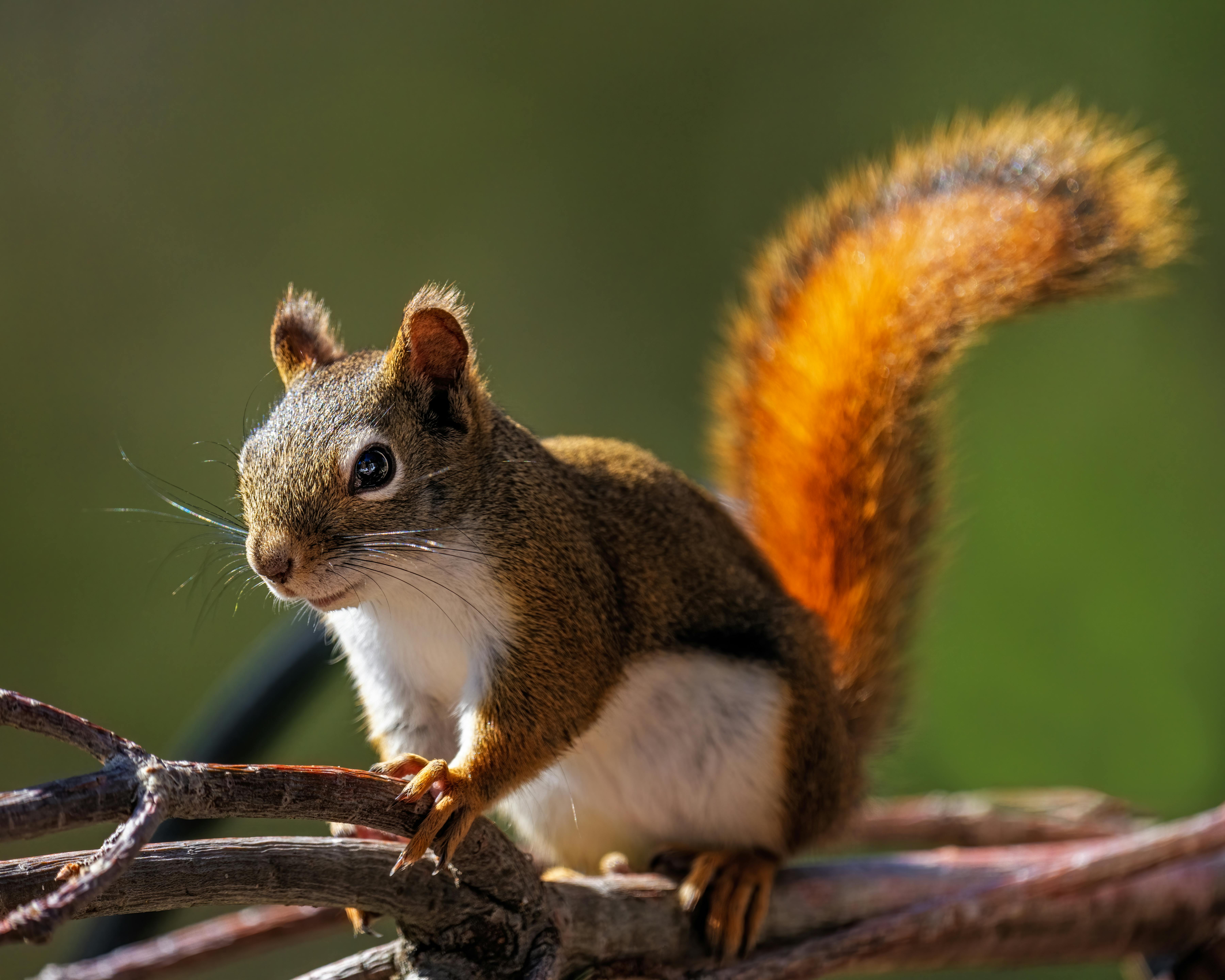 800+ Best Squirrel Photos · 100% Free Download · Pexels Stock Photos