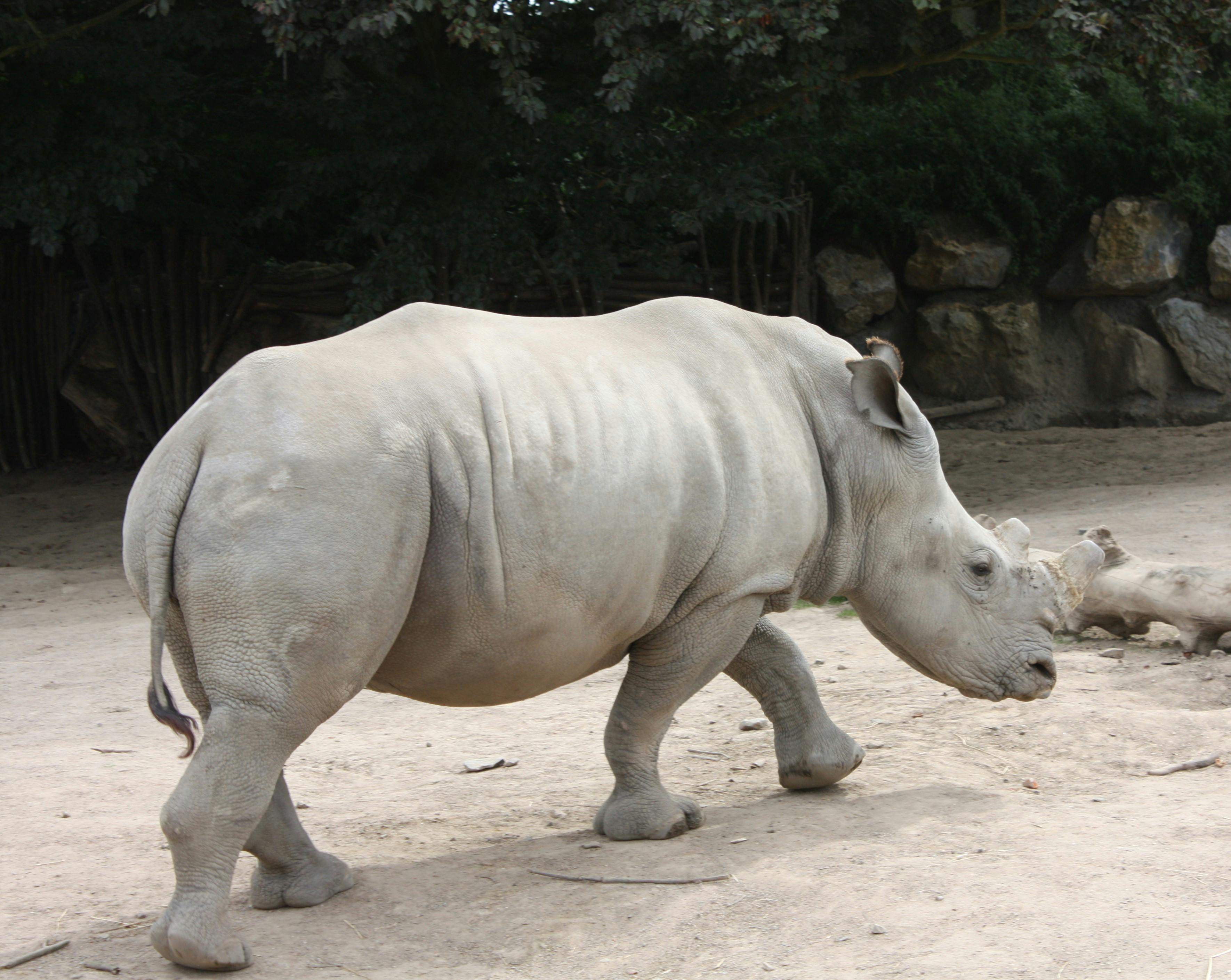 Poaching Rhino Photos, Download The BEST Free Poaching Rhino Stock ...