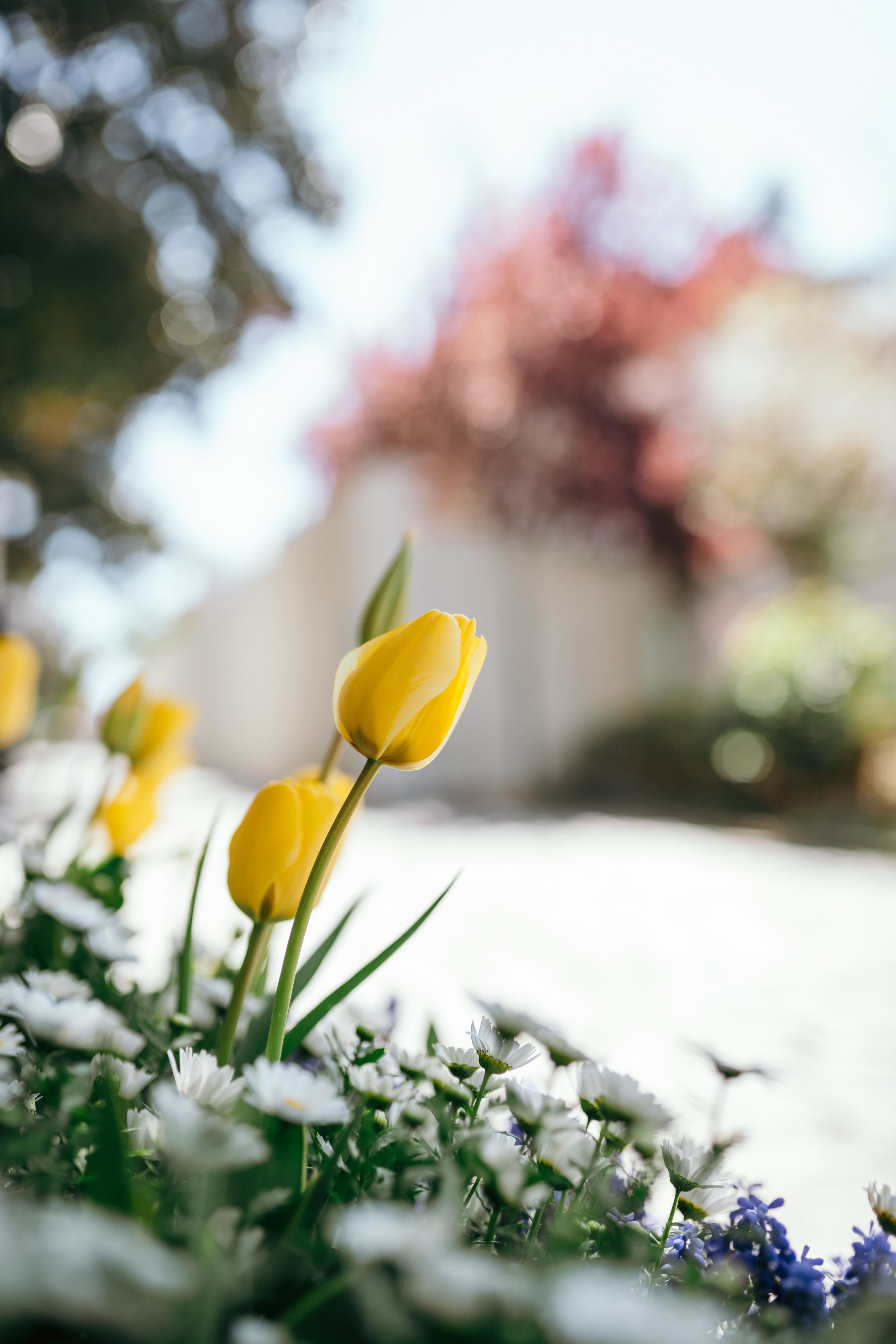 Yellow Tulip Field Landscape Photography · Free Stock Photo