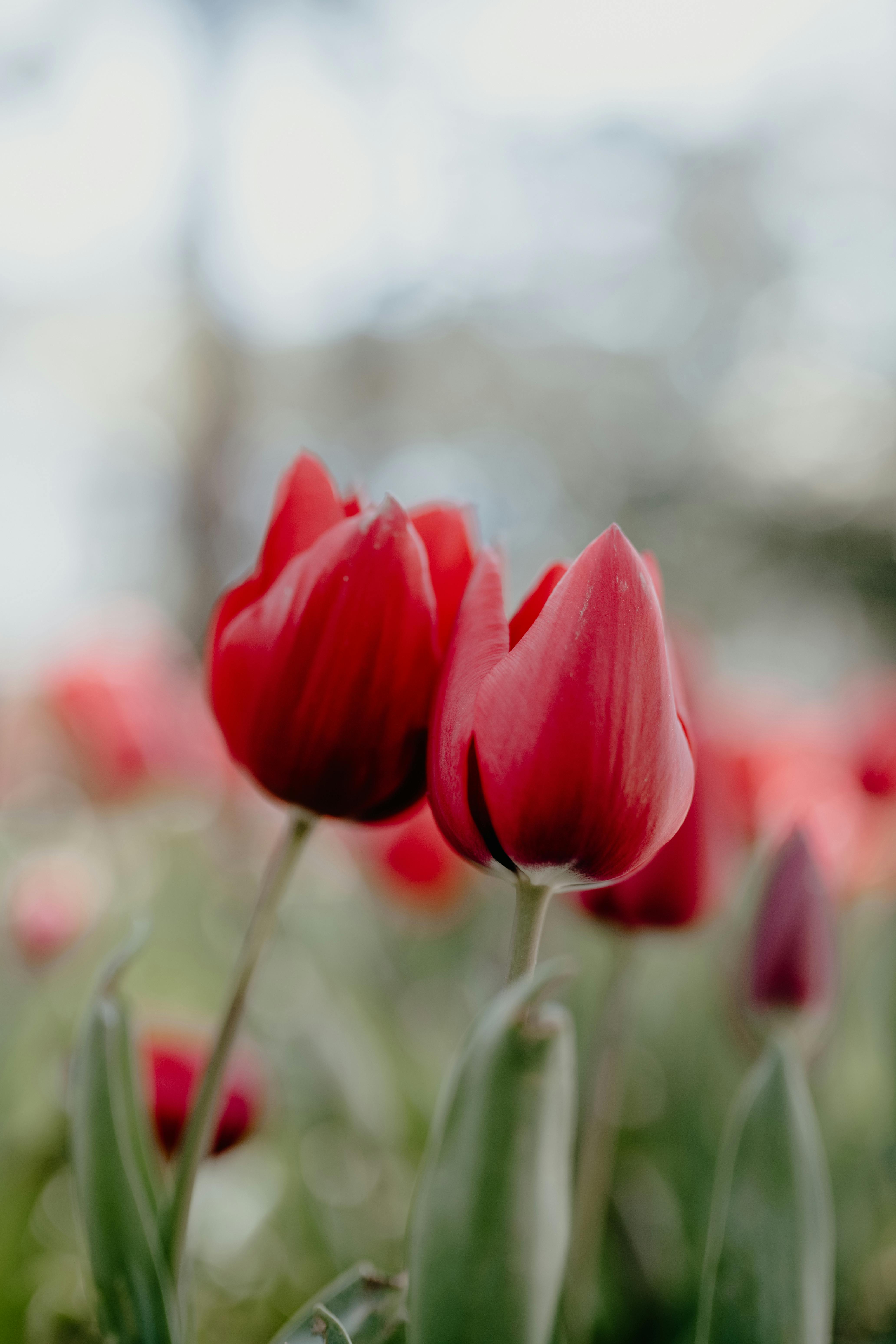 Close-Up Shot of Red Tulips · Free Stock Photo