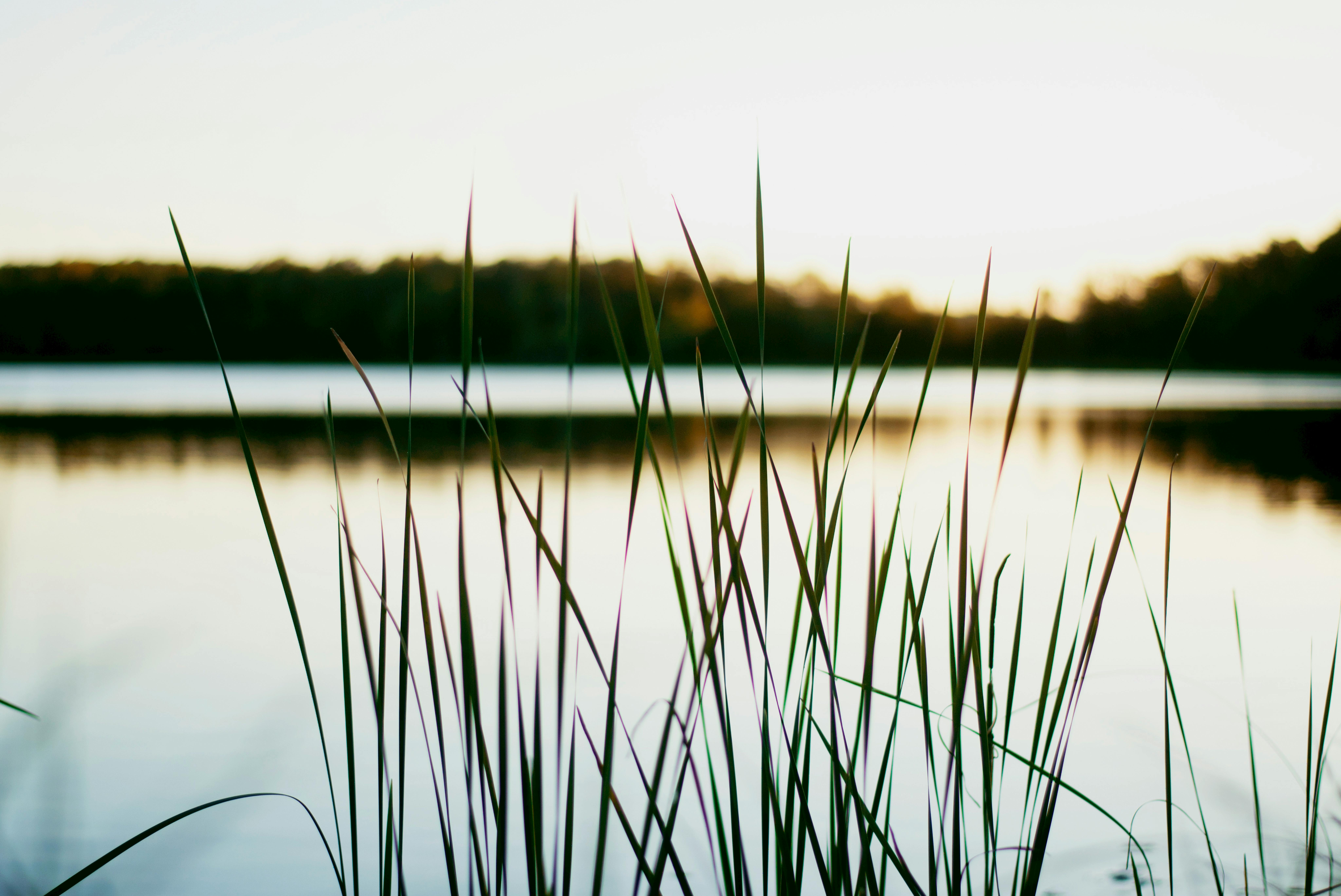Reeds by a Lake at Sunrise · Free Stock Photo