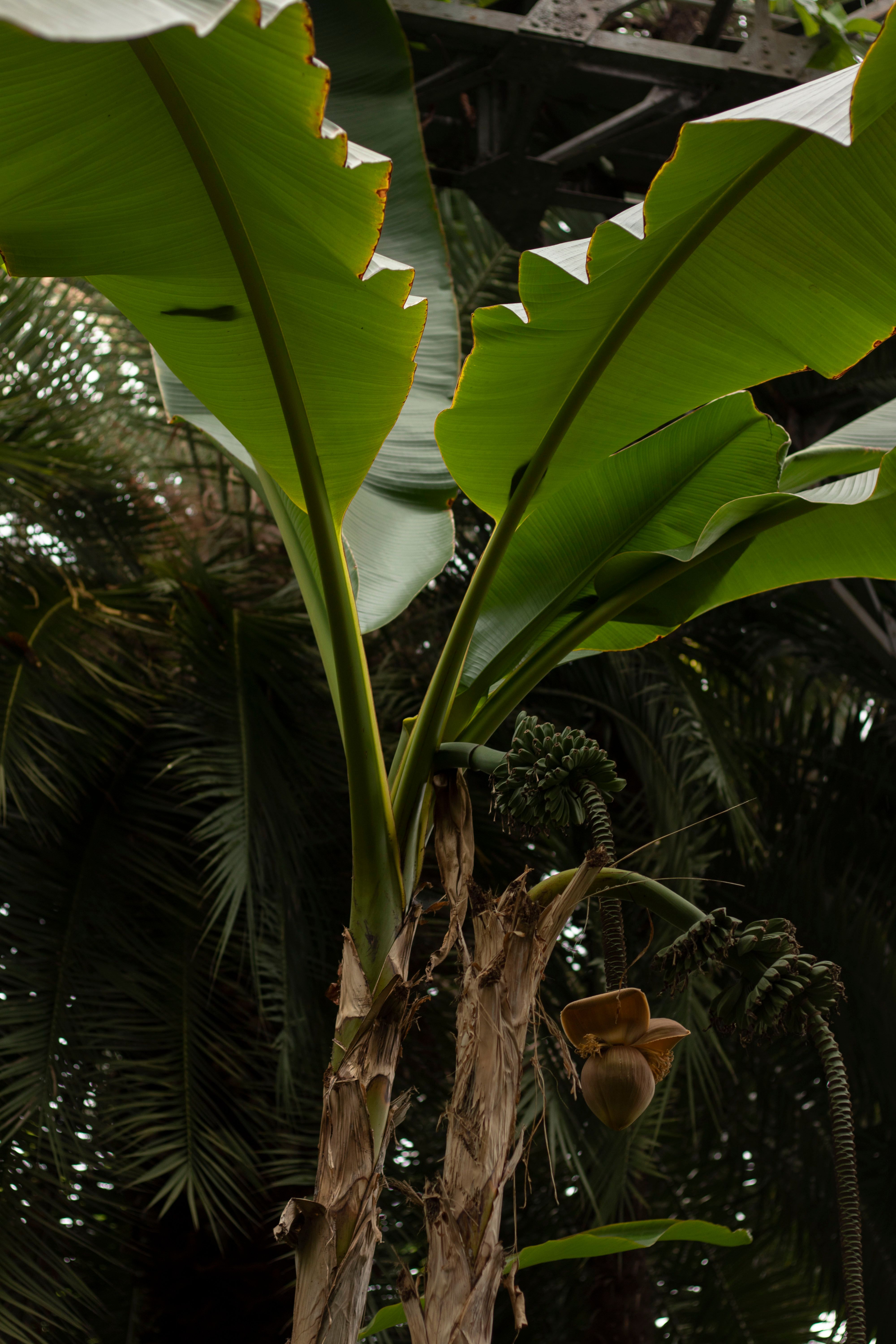 Branch of exotic red palulu plant growing in tropical garden · Free ...