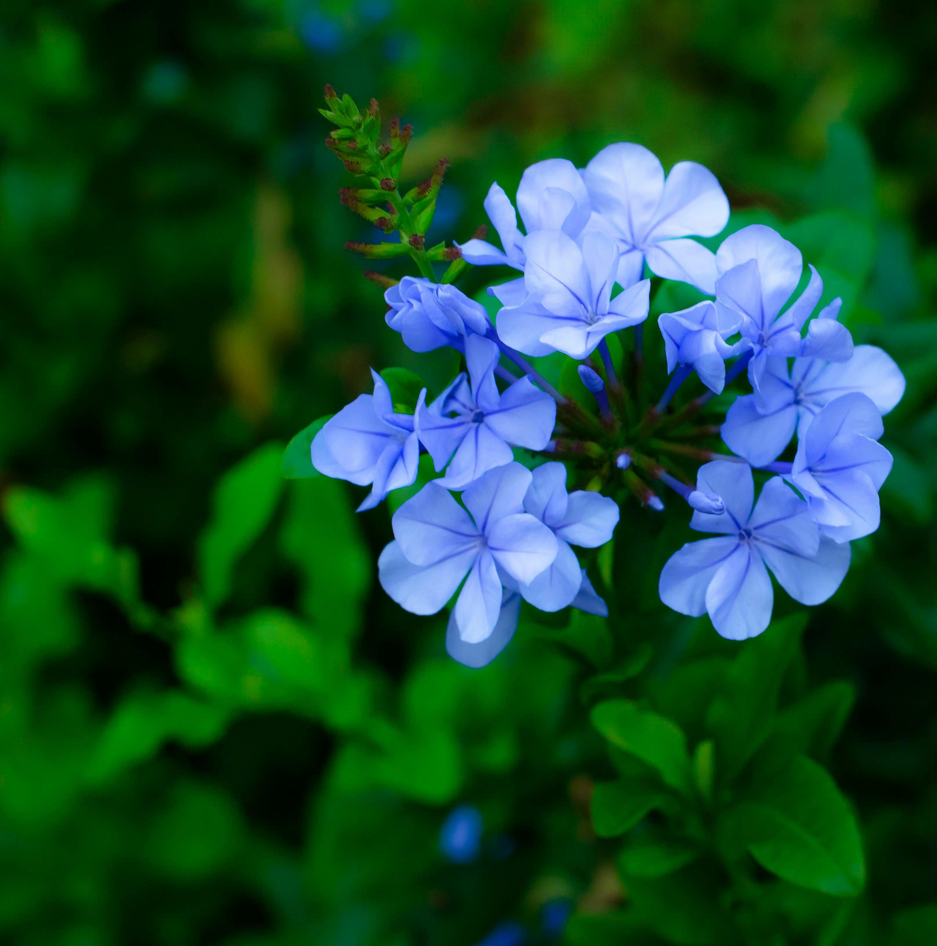 Shveta Sharma - 写真