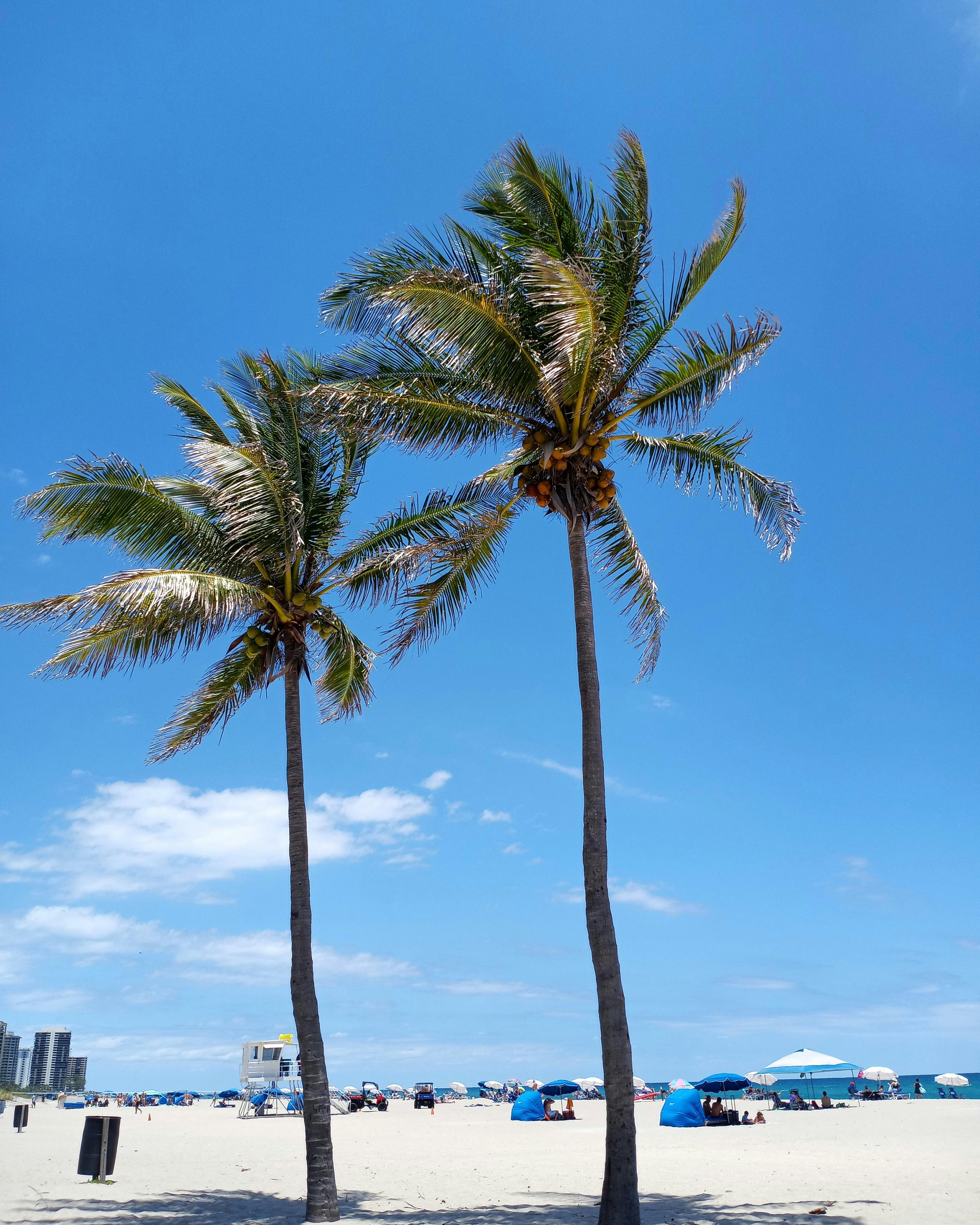 Coconut Trees on the Beach · Free Stock Photo