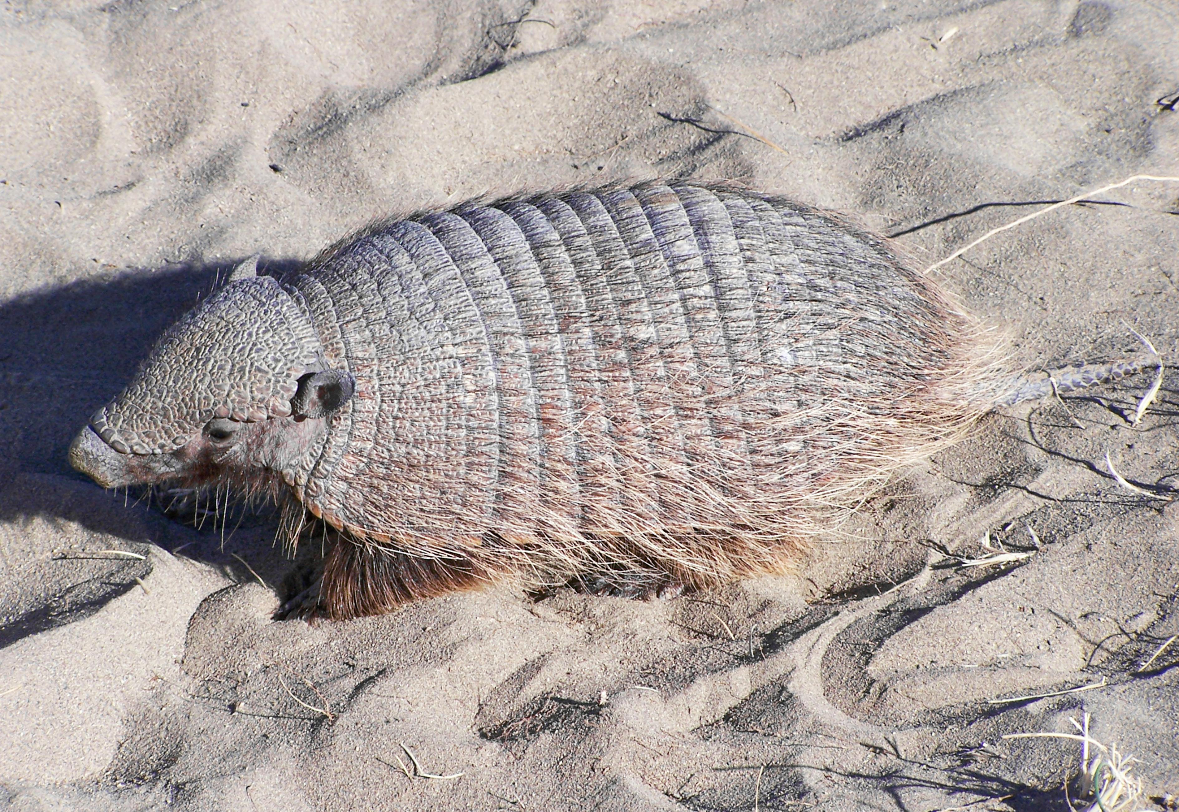 A Screaming Hairy Armadillo · Free Stock Photo