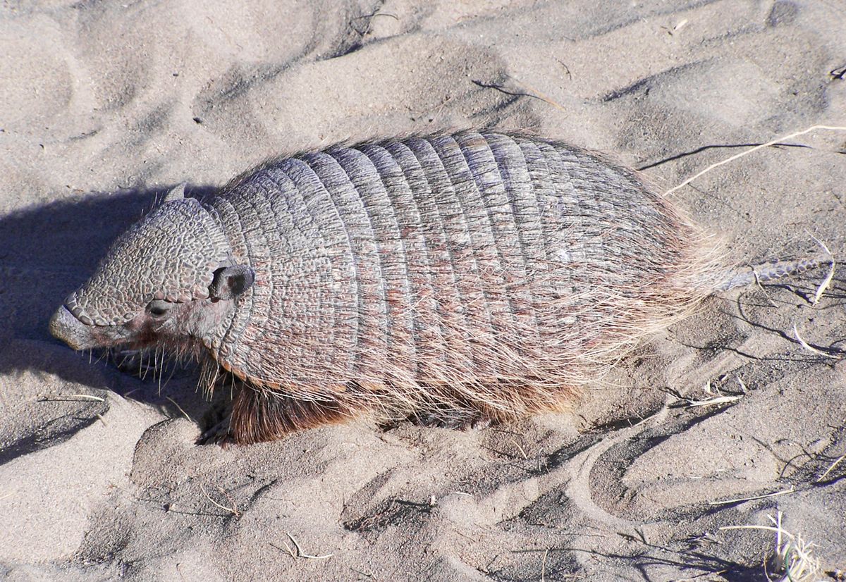 2+ Fotos y Imágenes de Armadillo Gratis · Banco de Fotos Gratis