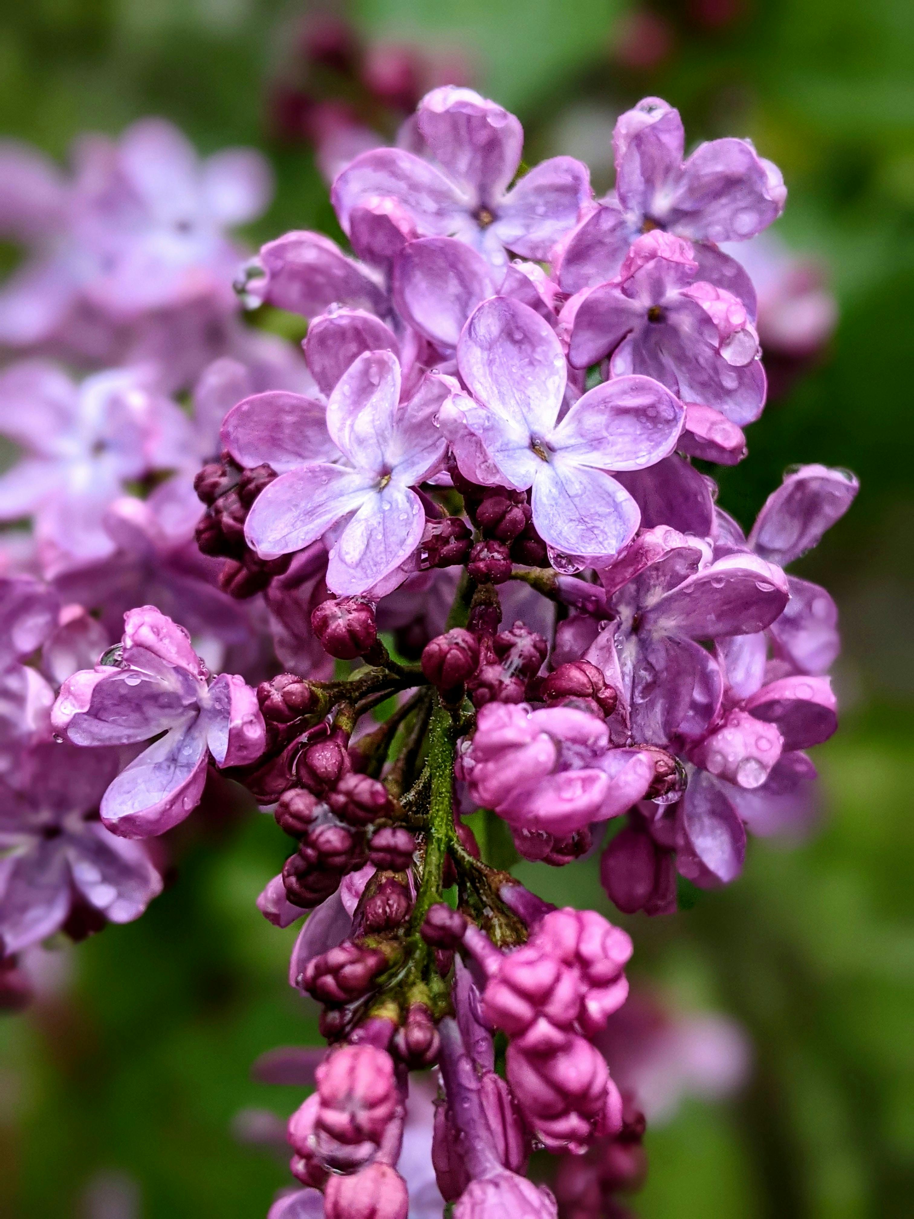 Close-Up View of Hyacinths · Free Stock Photo