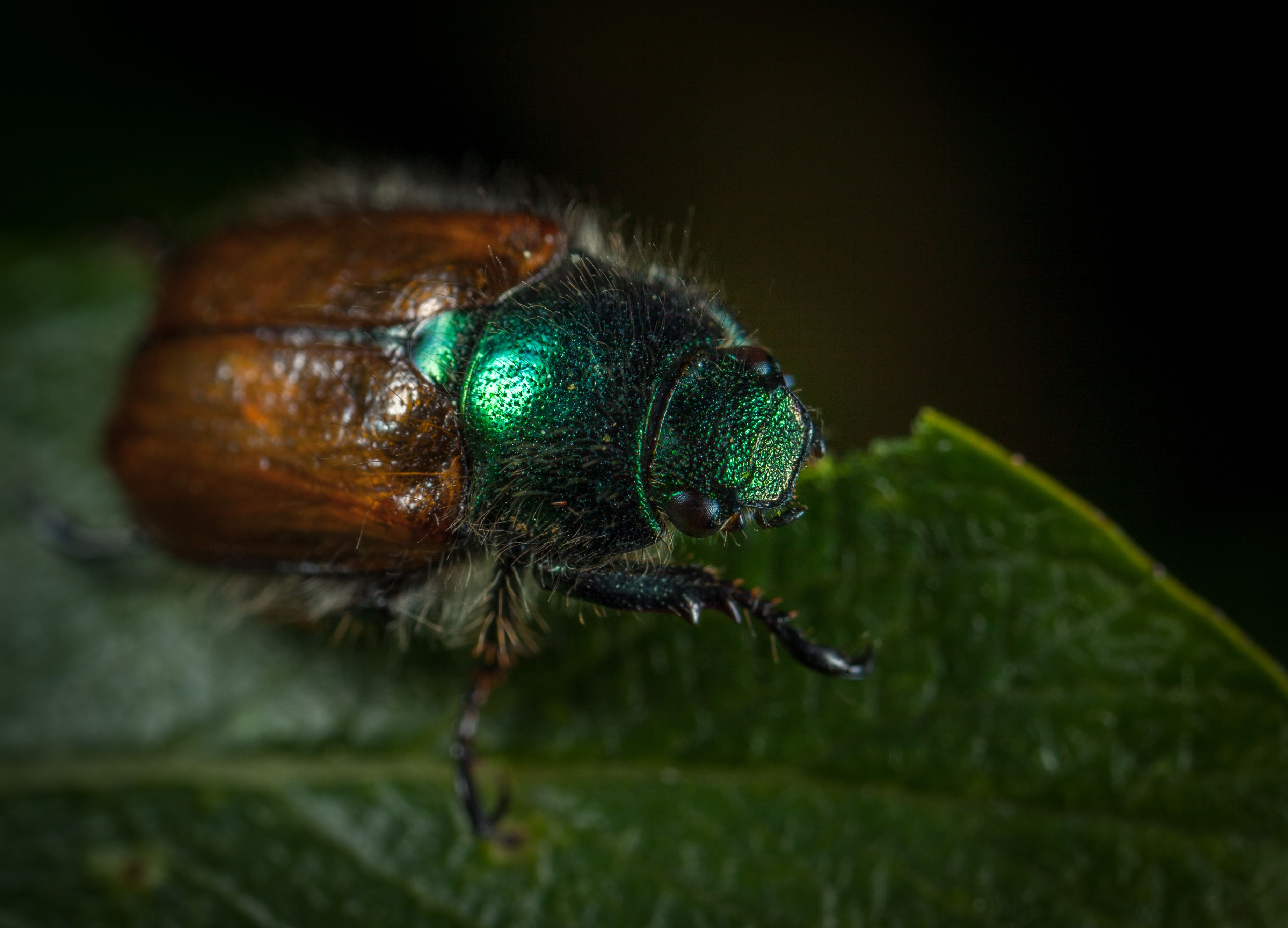 Green June Beetle on Tree Bark With Green Mosh in Closeup Photo · Free ...
