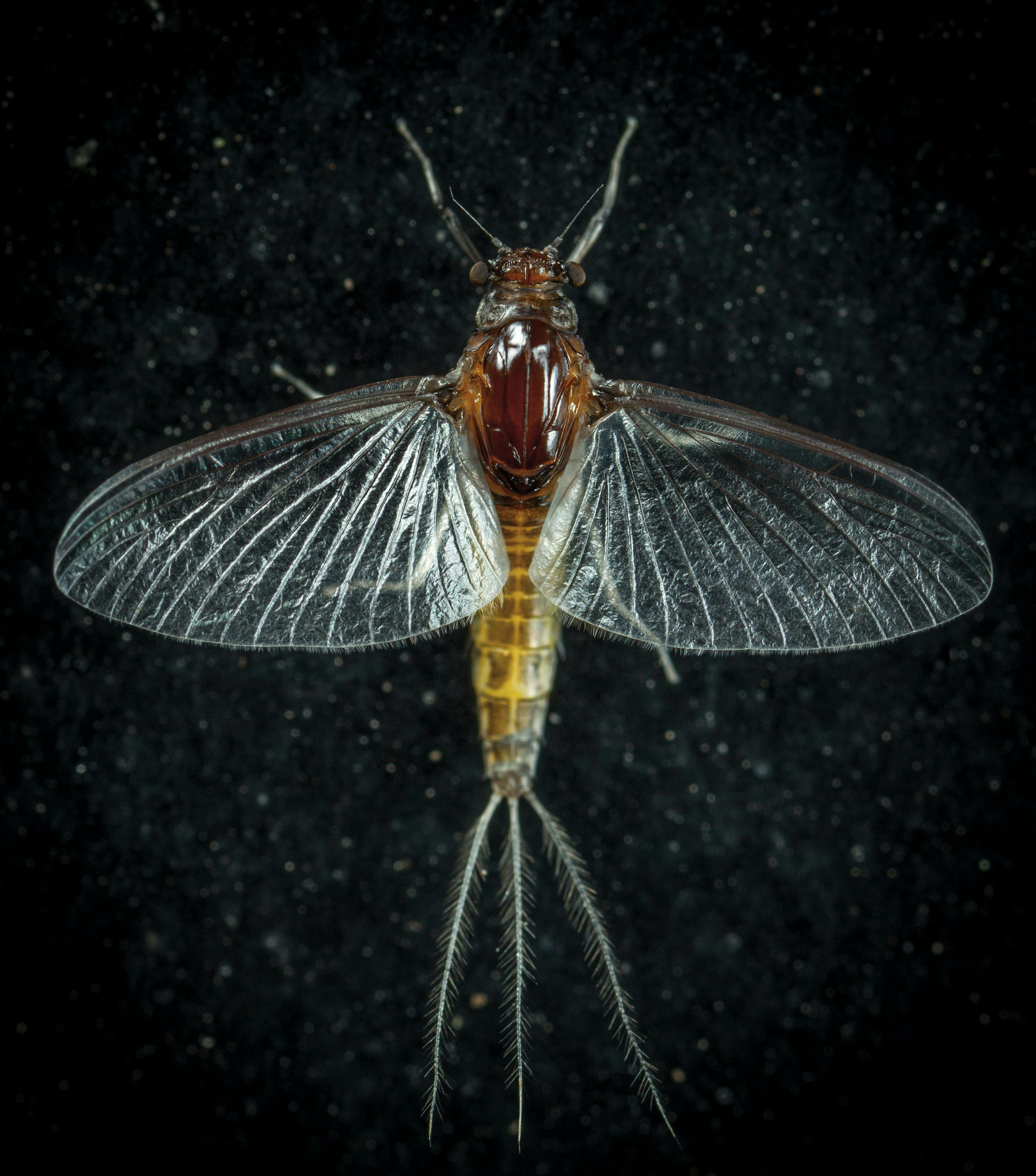 Closeup Photo of Mayfly · Free Stock Photo