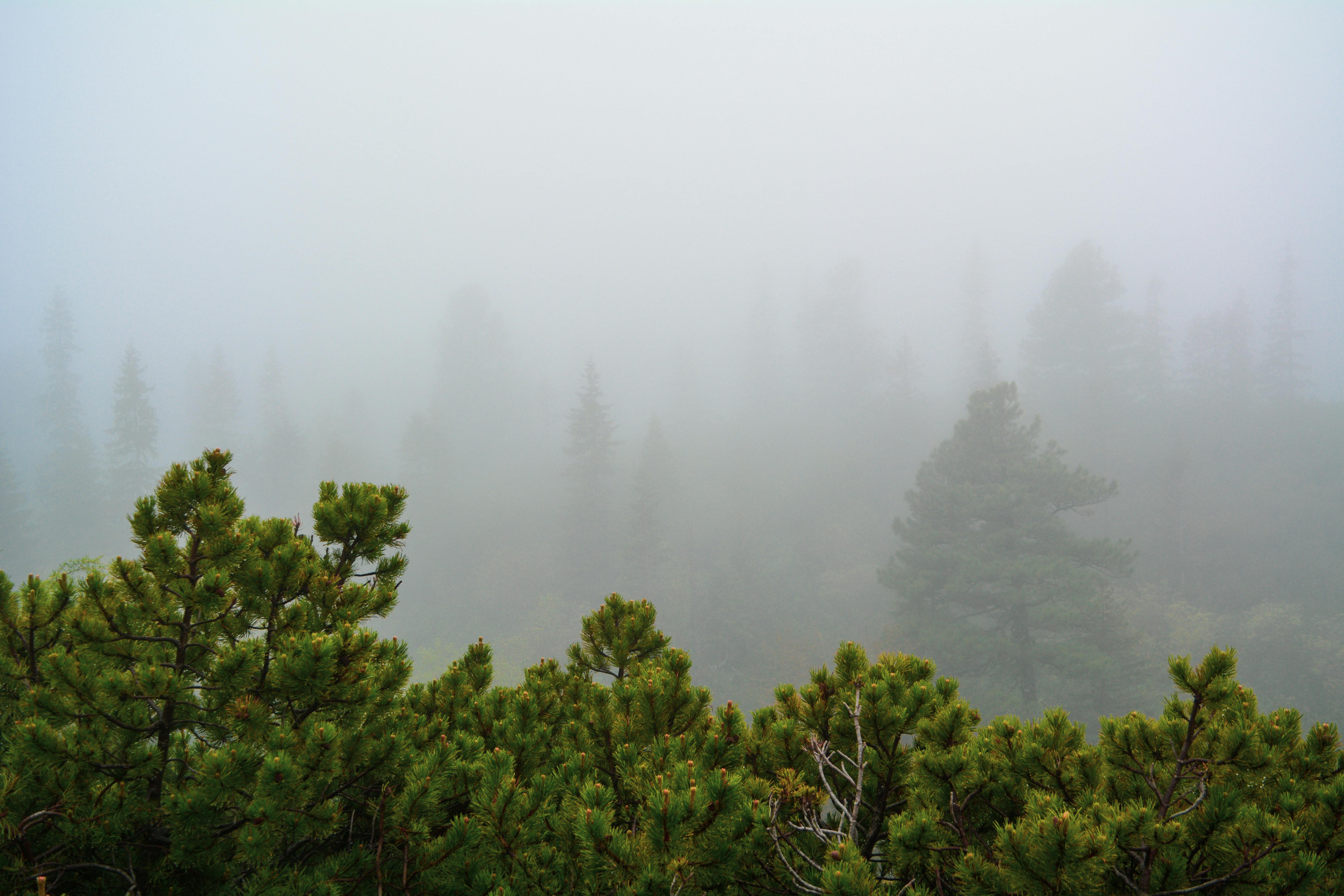 Green Leafed Trees Covered With Fogs · Free Stock Photo