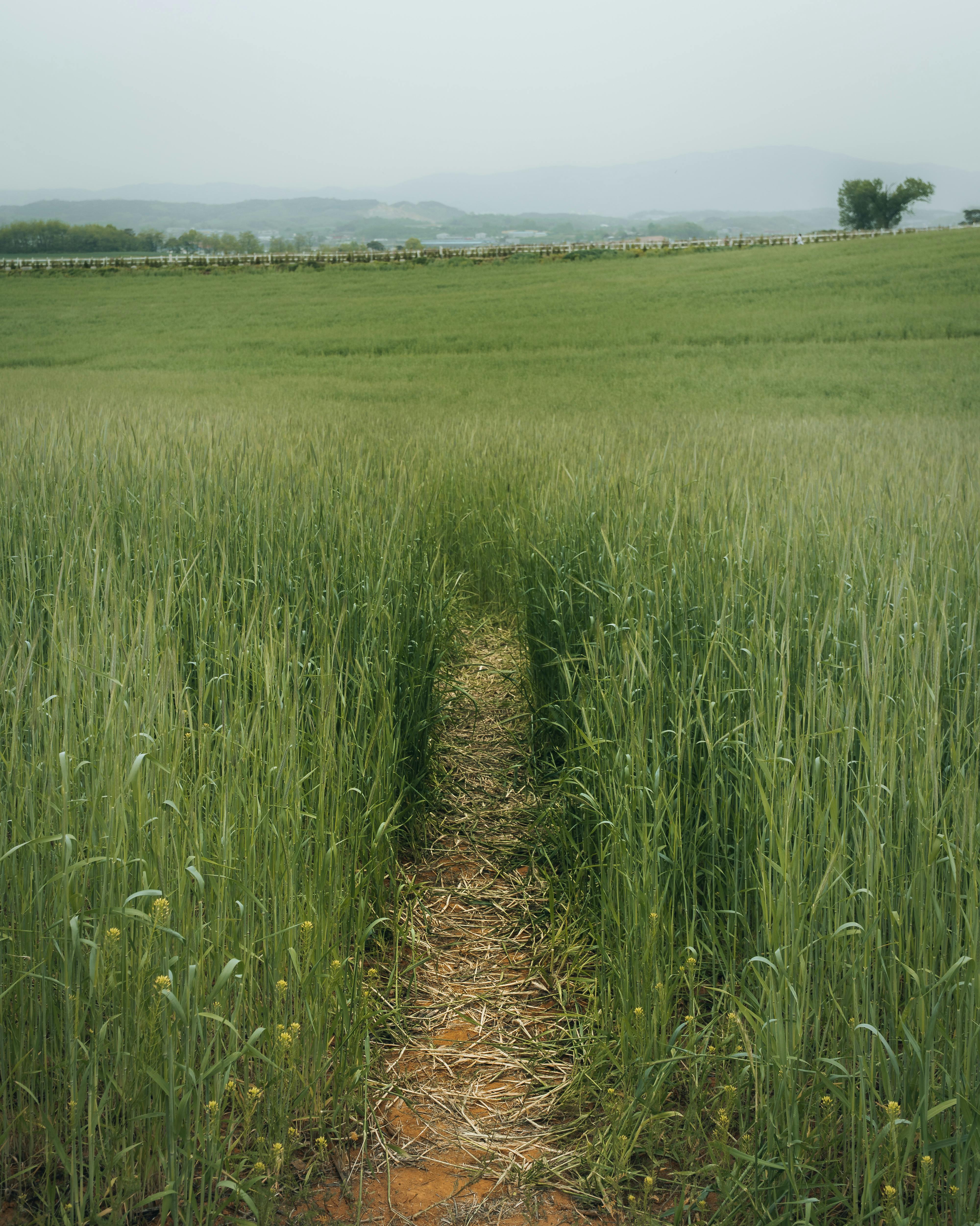 A Pathway On Green Grass Field · Free Stock Photo