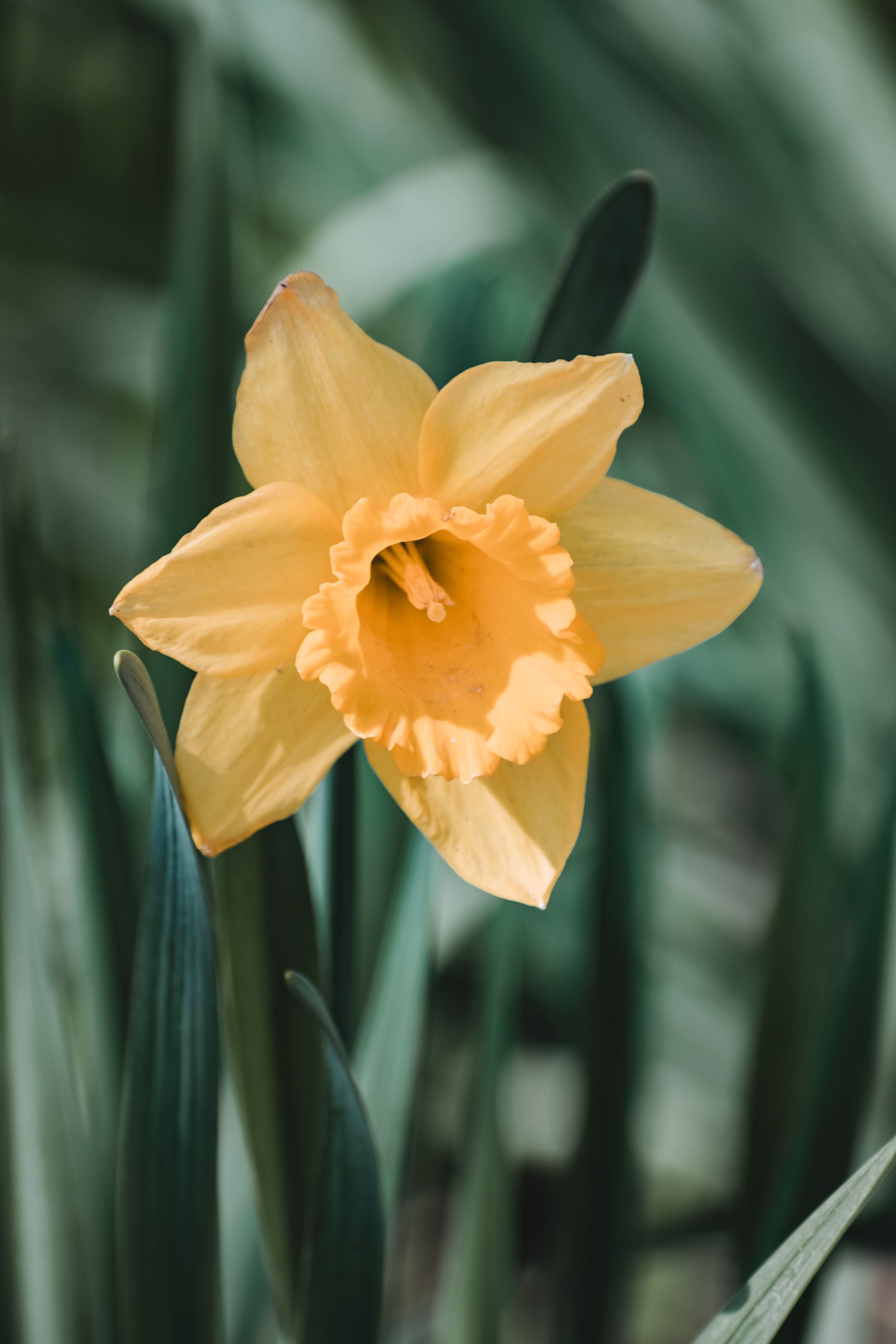 Wild Daffodill Photos, Download Free Wild Daffodill Stock Photos & HD ...