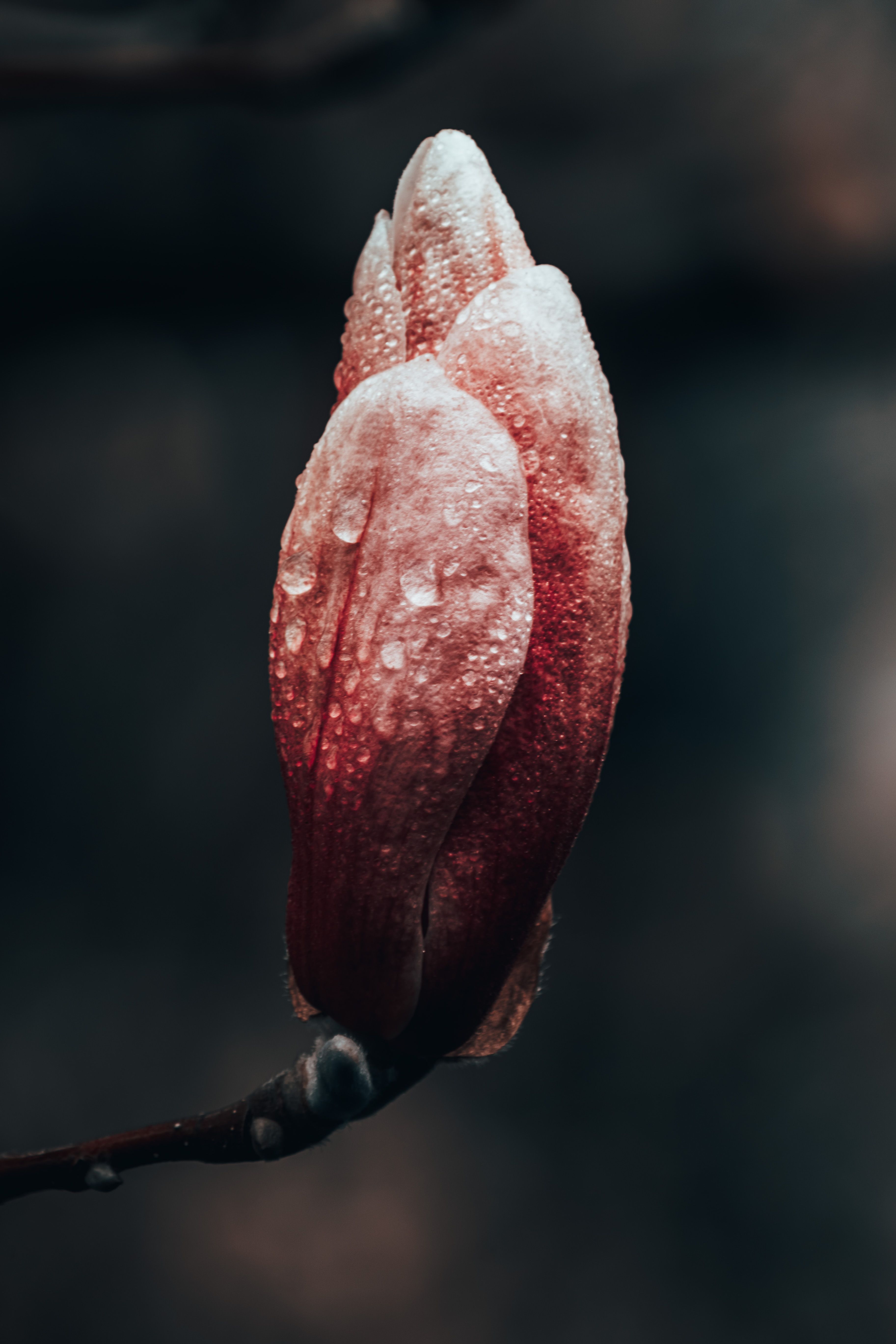Moist Flower Photos, Download The BEST Free Moist Flower Stock Photos ...