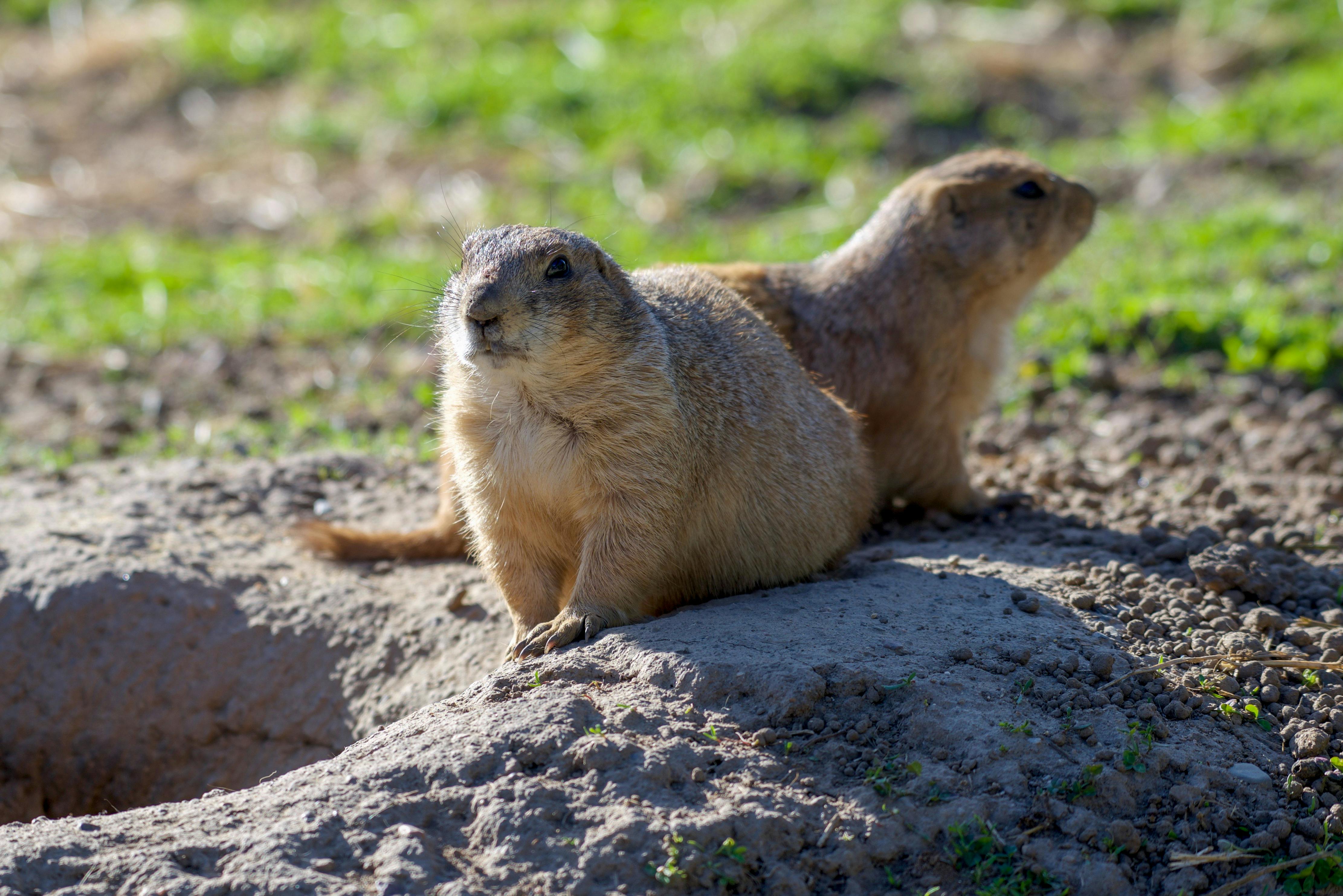 A Close-Up Shot of a Wood Lemming · Free Stock Photo