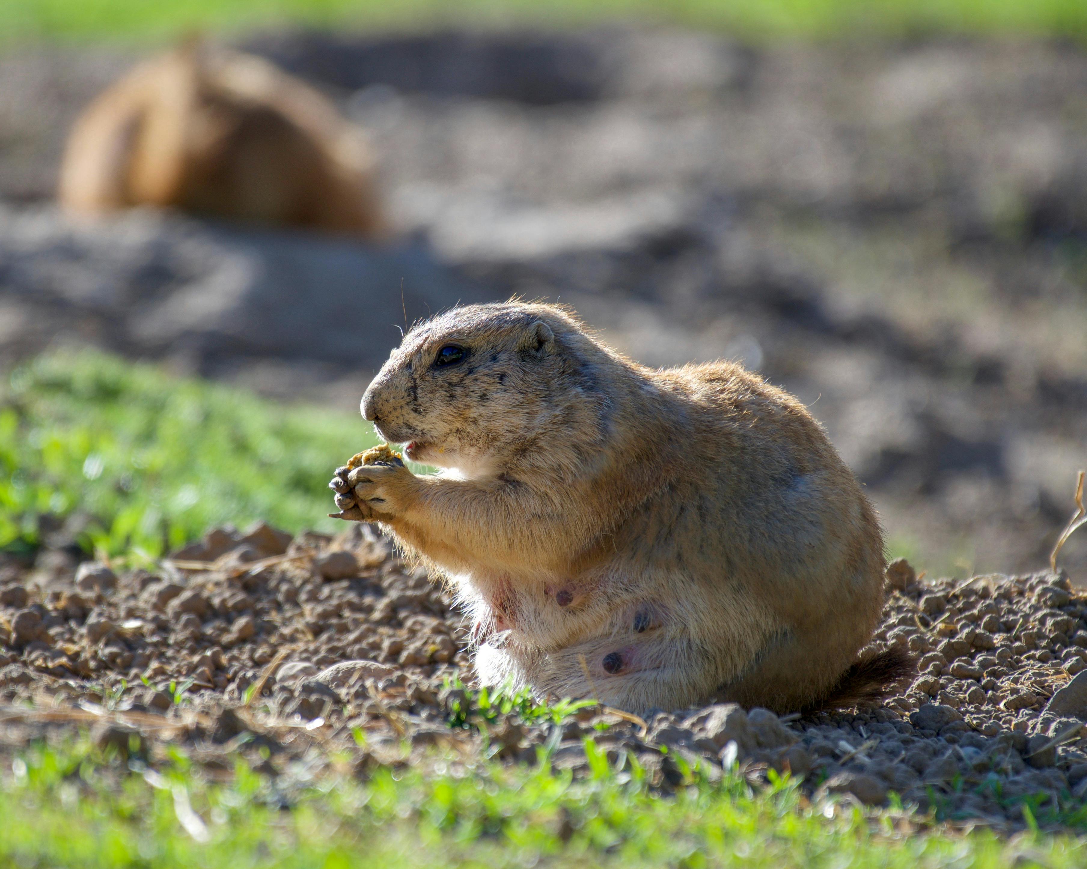 Brown Rodent on Green Grass · Free Stock Photo