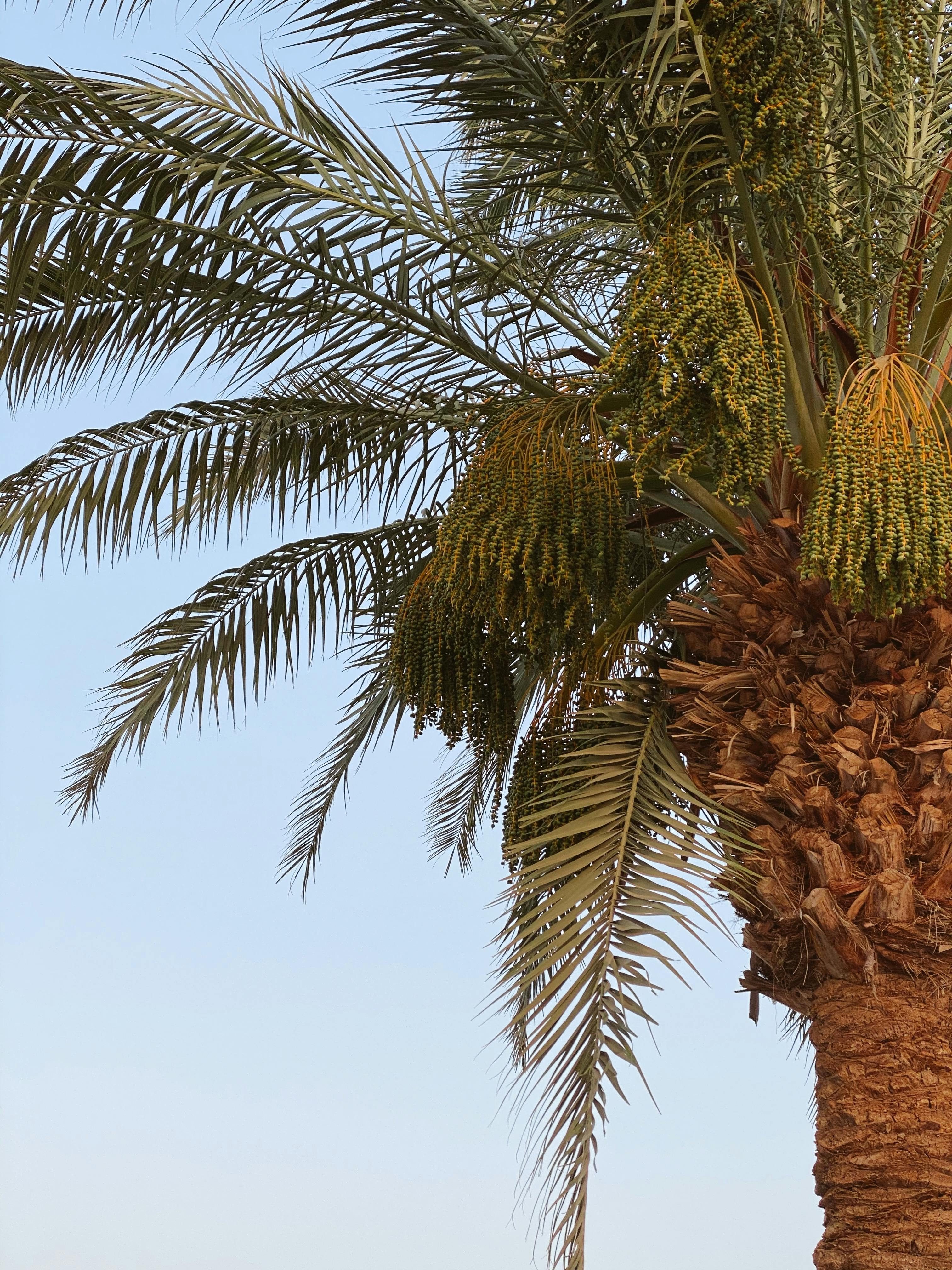A Palm Tree · Free Stock Photo