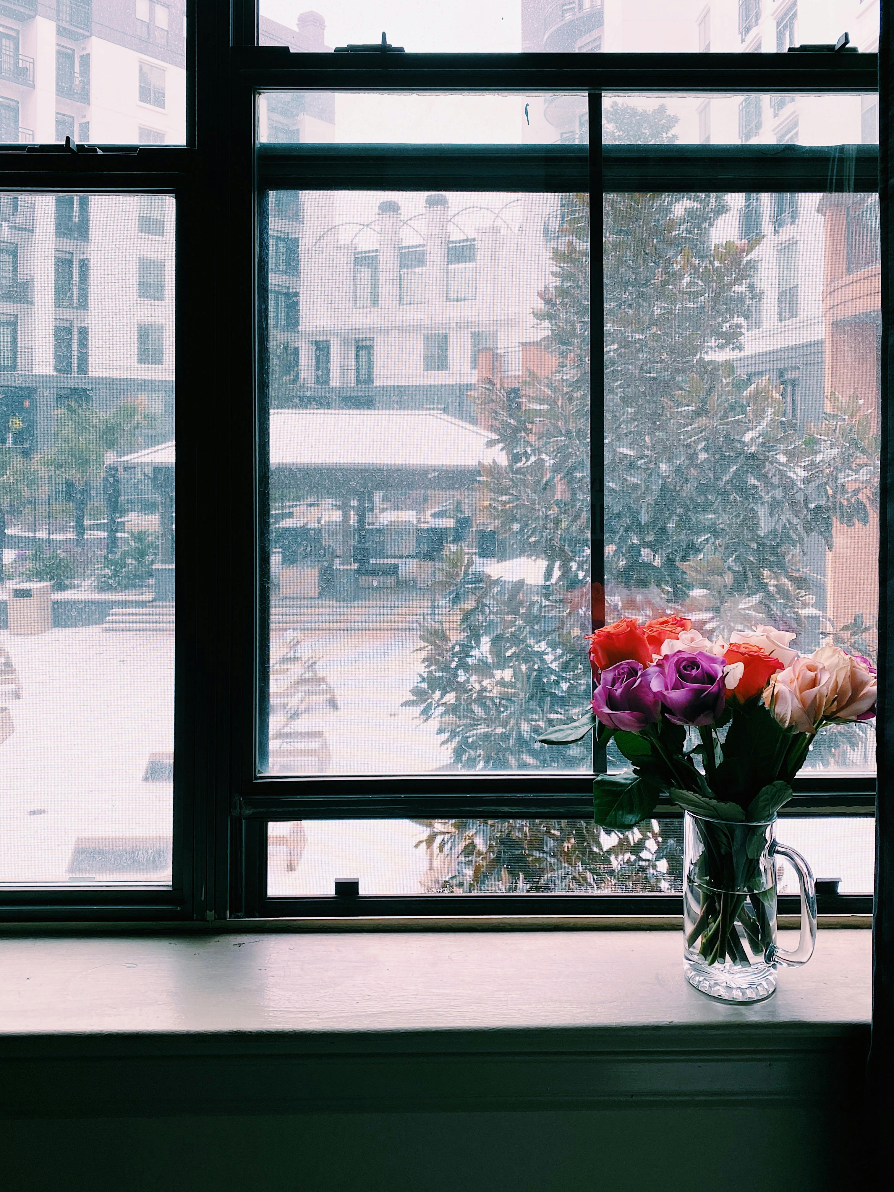 Pink Rose Near the Window · Free Stock Photo