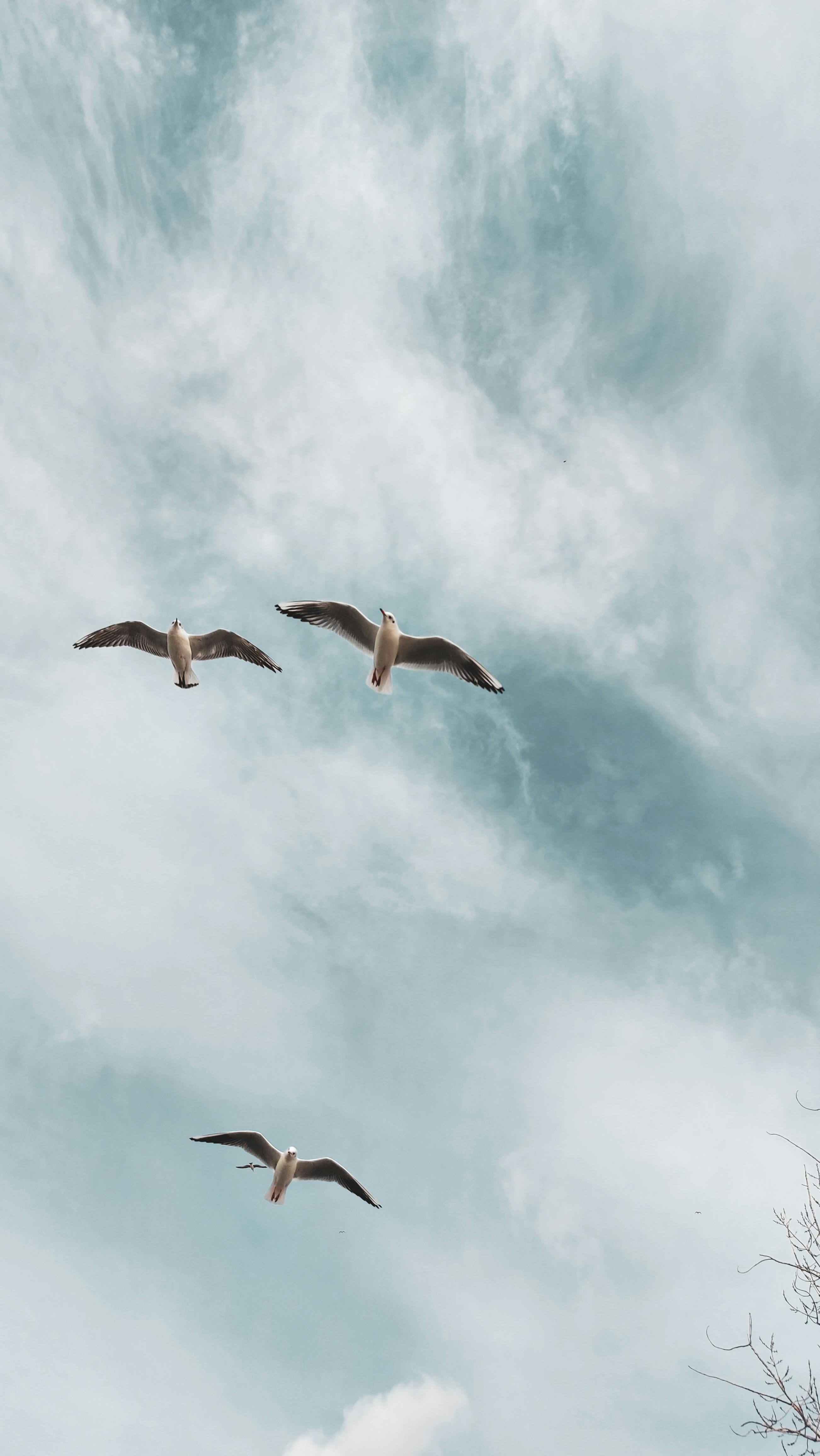 Bird Flying Above Green Tree · Free Stock Photo