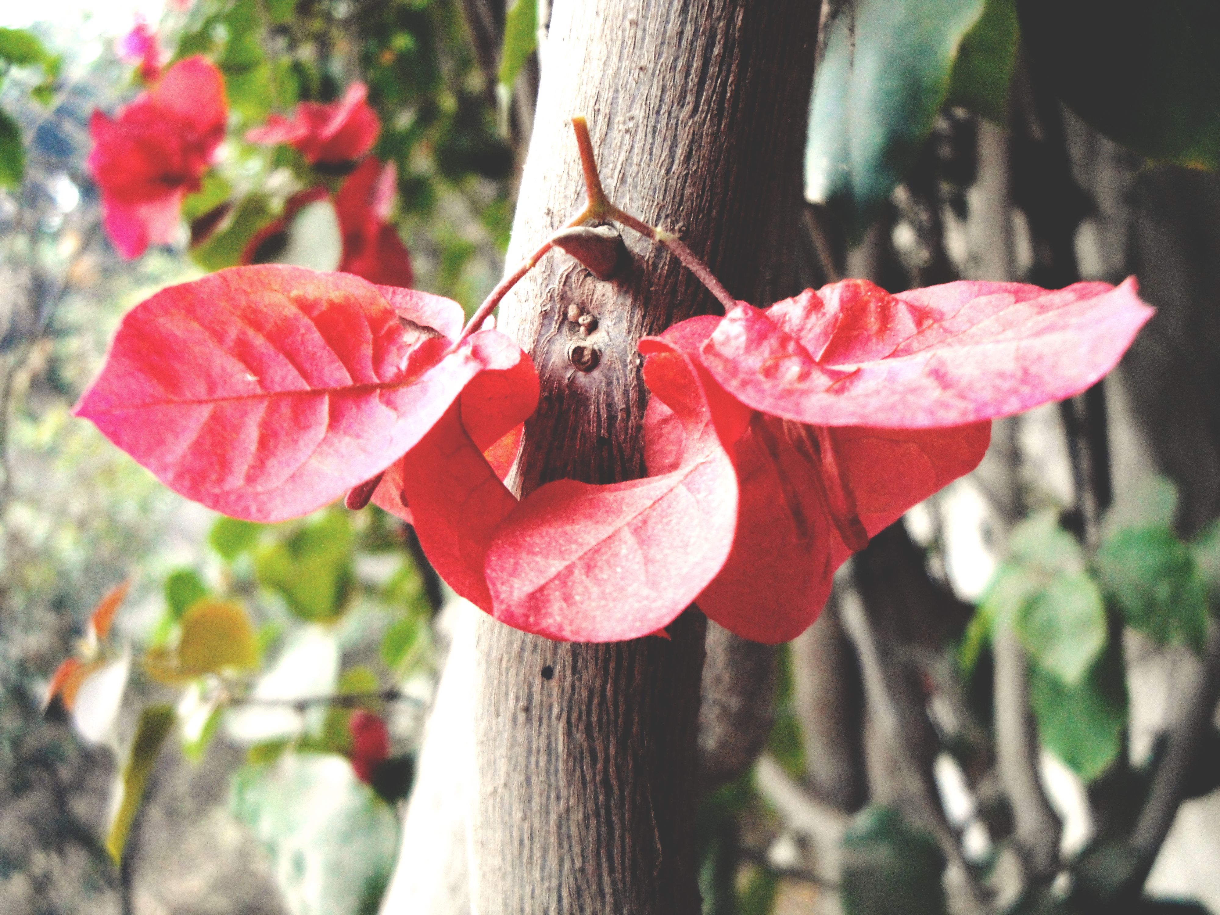 Free stock photo of beautiful flowers, egypt, egyptian