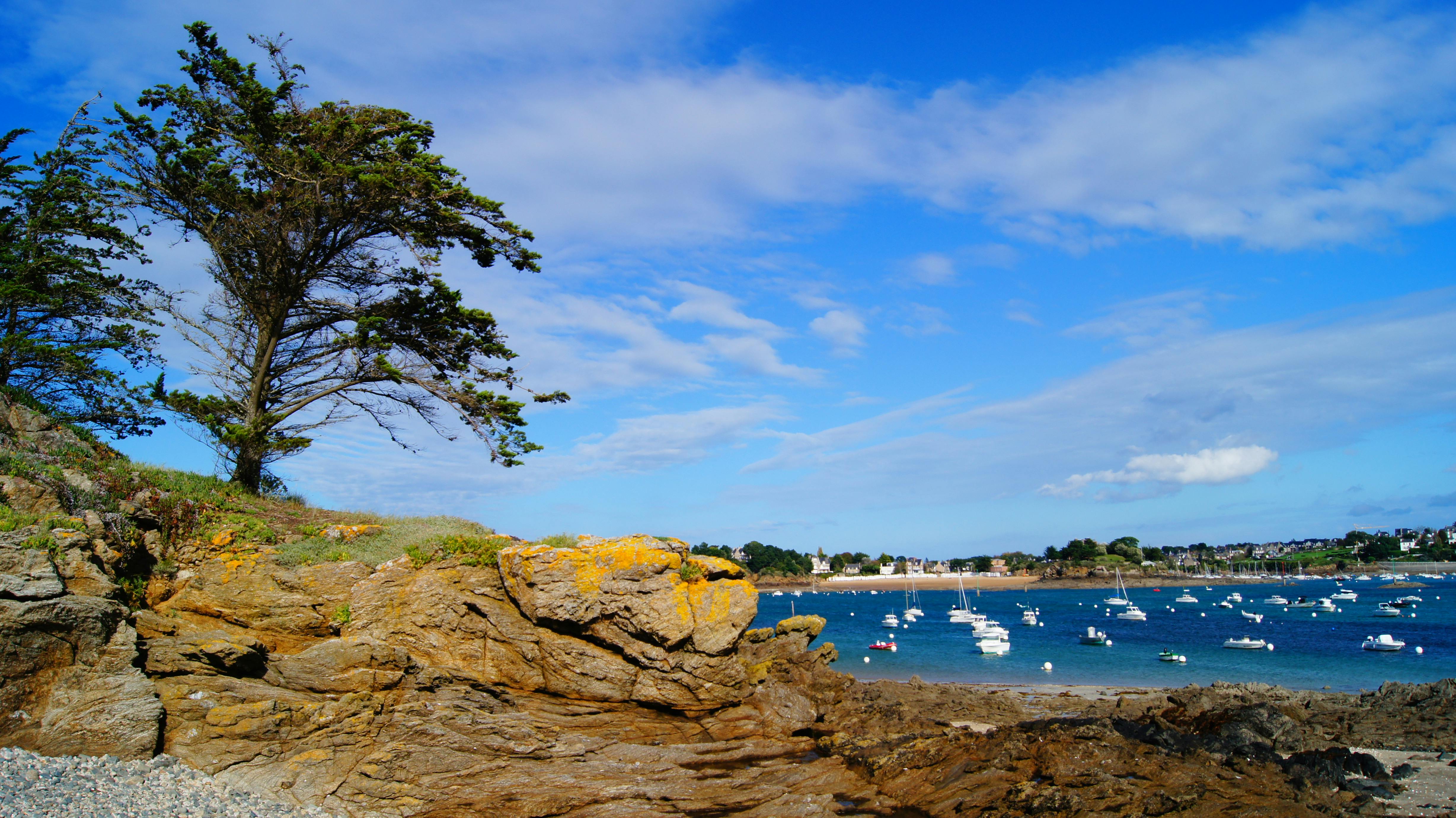 Two Trees on Rock Beside Body of Water · Free Stock Photo
