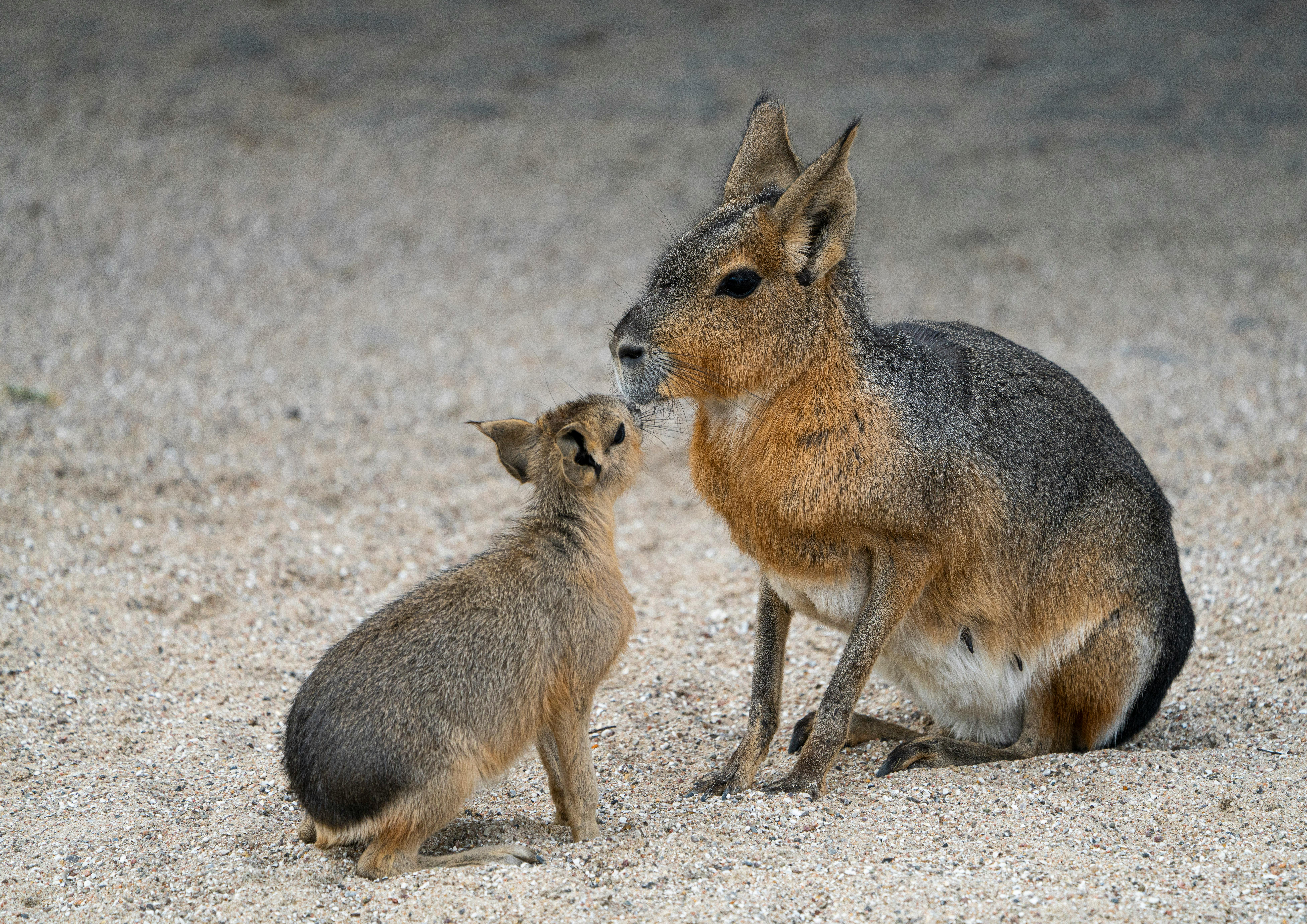 Close-up of Patagonian Maras · Free Stock Photo