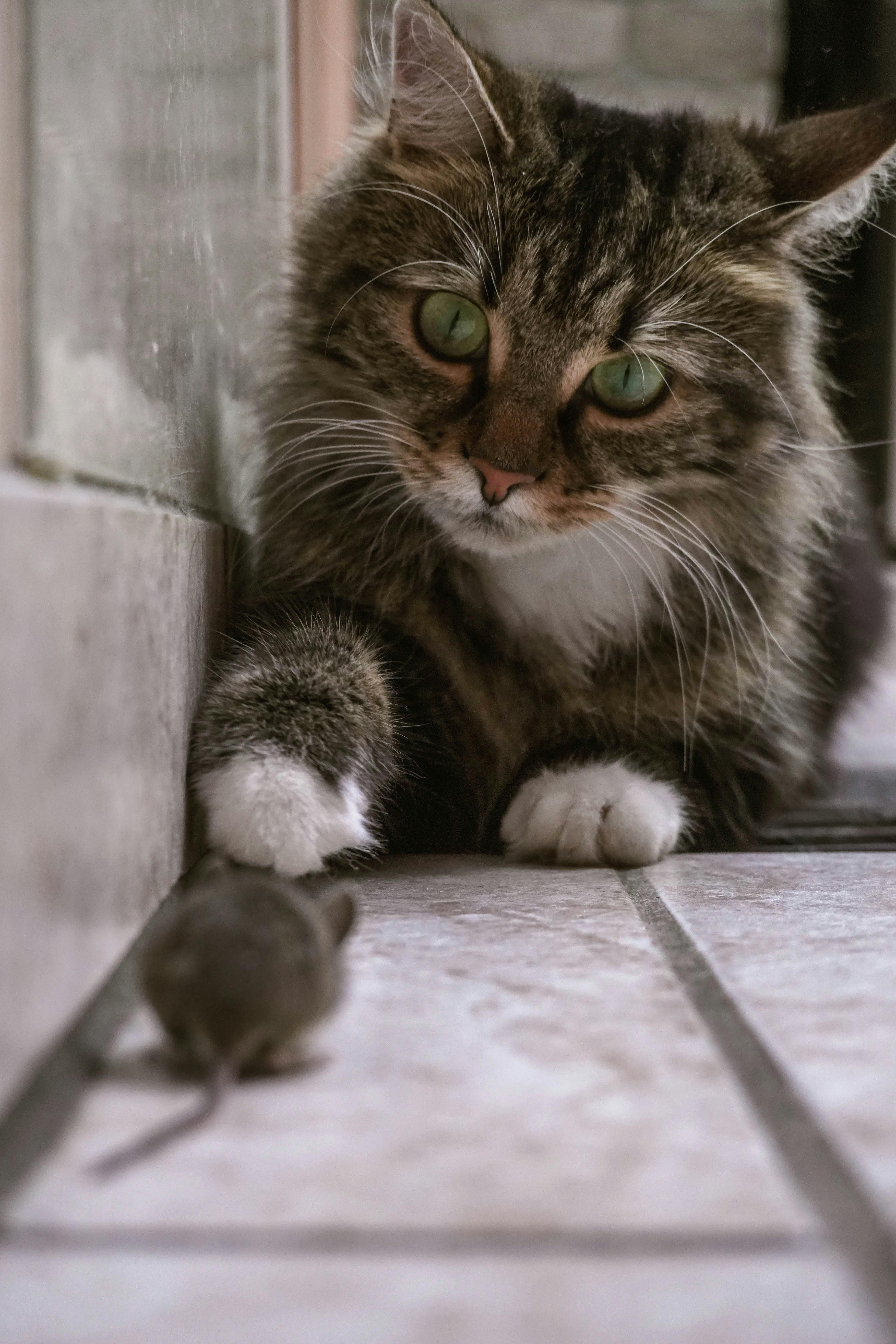 Cat Chasing Mouse Photos, Download The BEST Free Cat Chasing Mouse ...