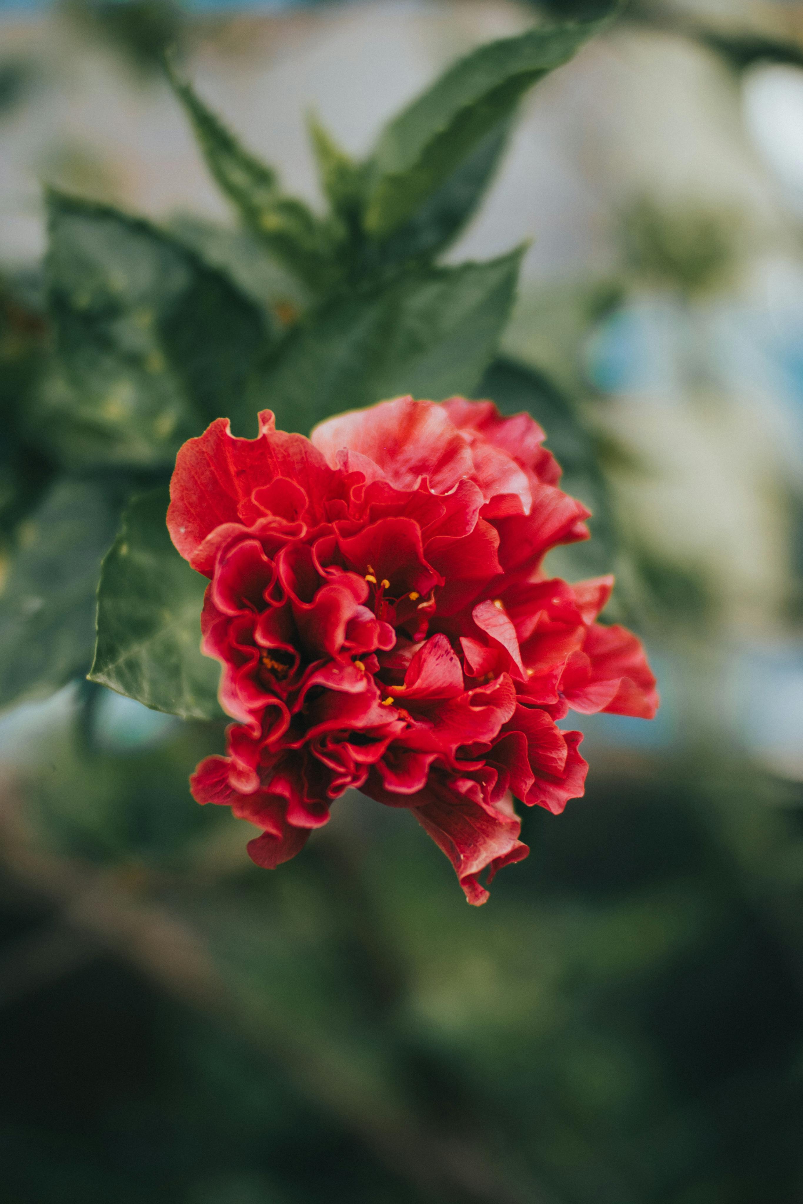 Red Flower in Close Up Photography · Free Stock Photo