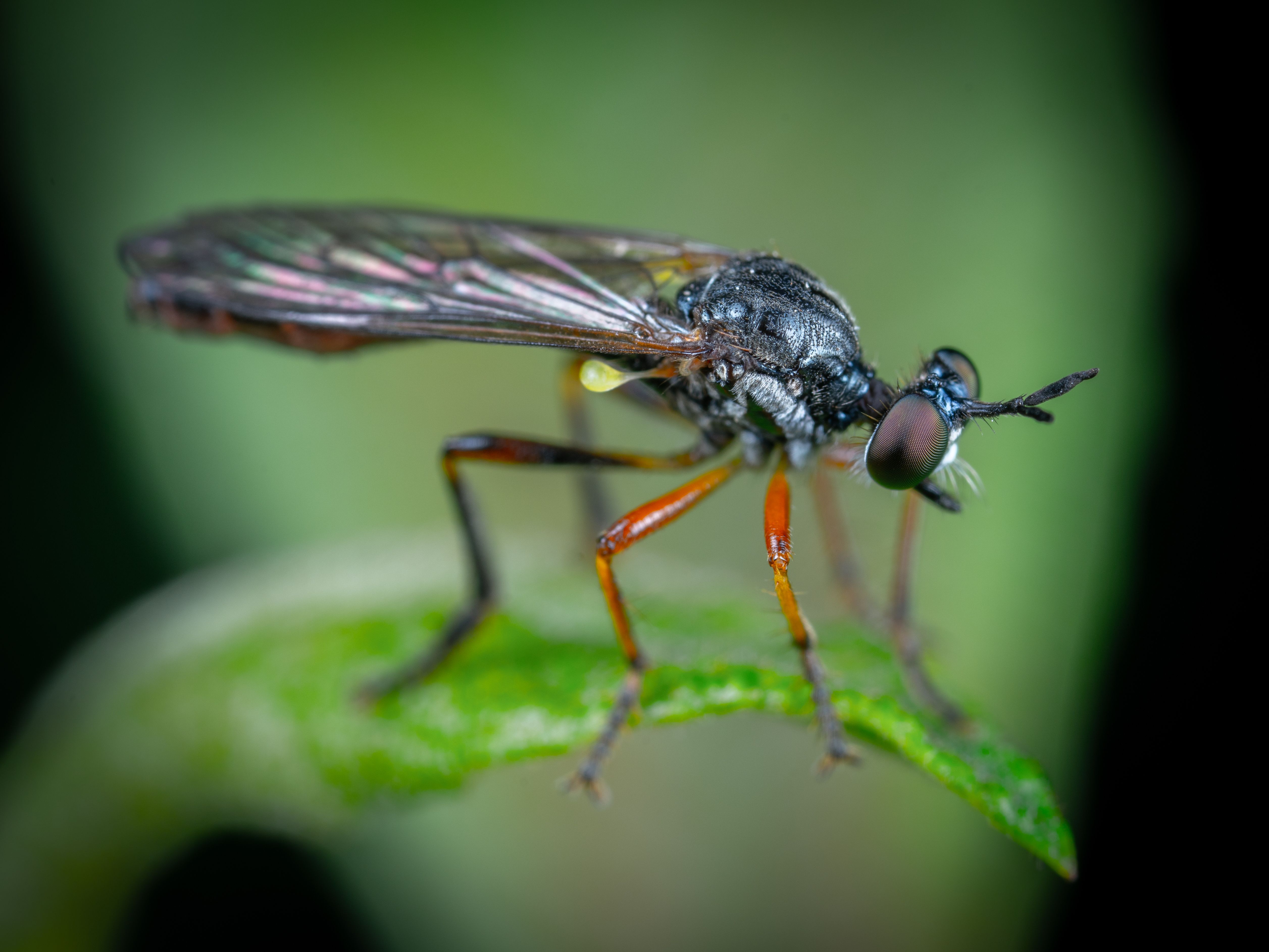A Close-Up Shot of a Fly on a Leaf · Free Stock Photo