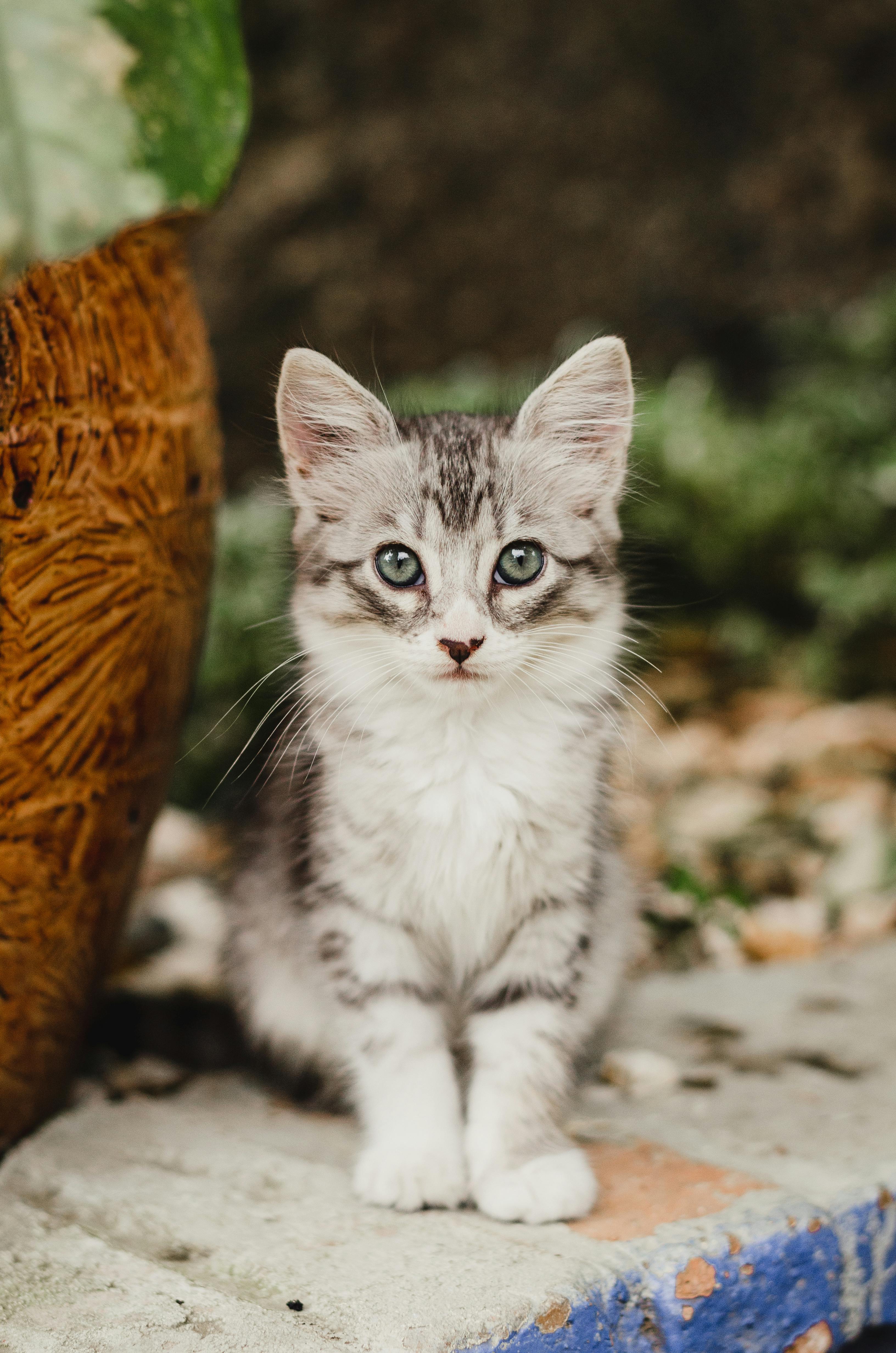 Close Up Photo of a Kitten · Free Stock Photo