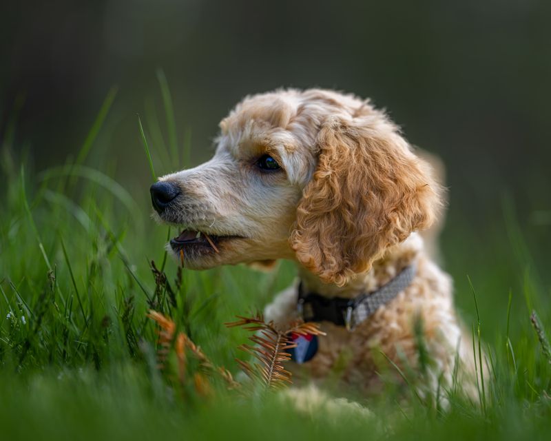 Preventing Eye Problems in Cocker Spaniels: Veterinary Care