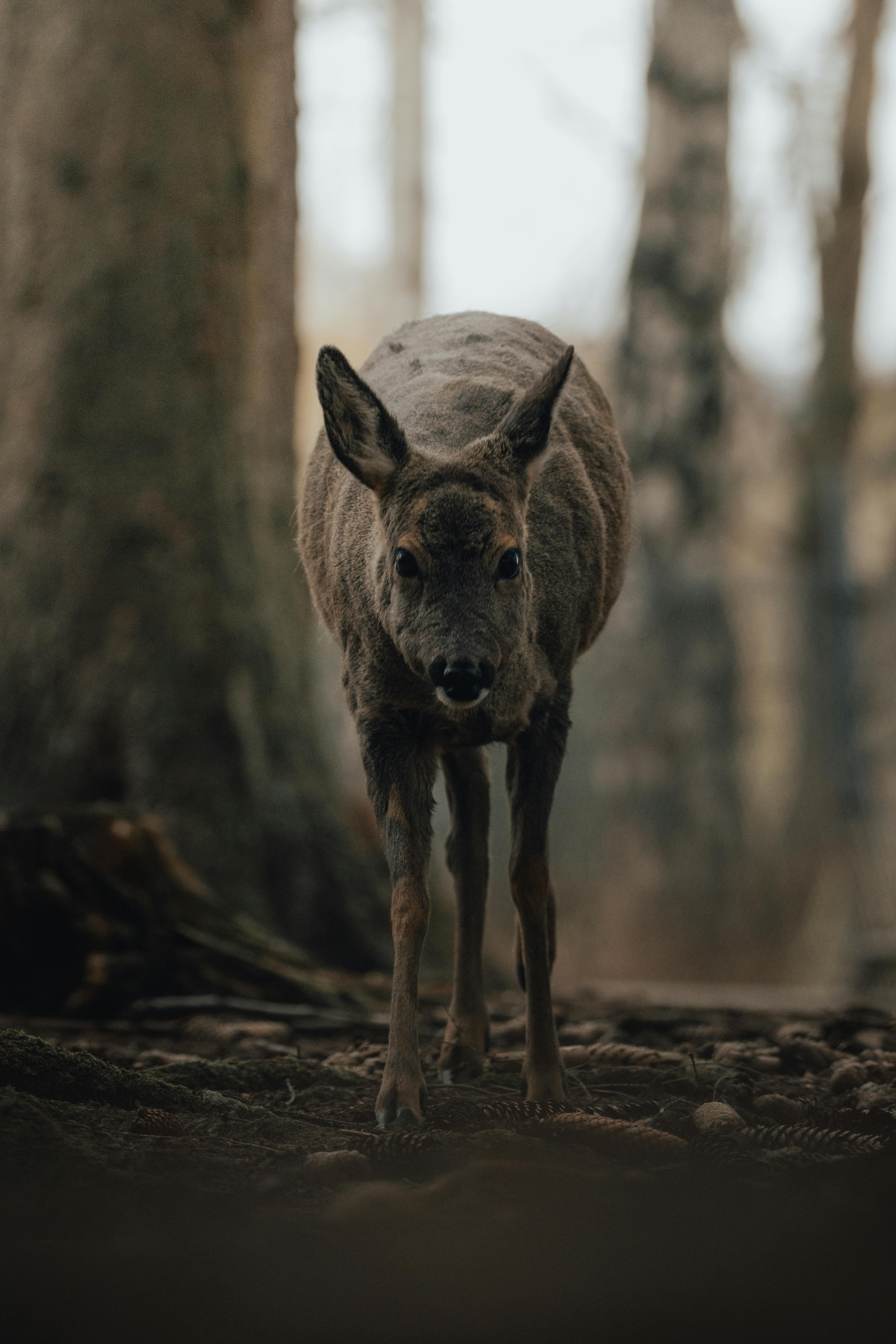 Calm deer walking alone in forest in daytime · Free Stock Photo
