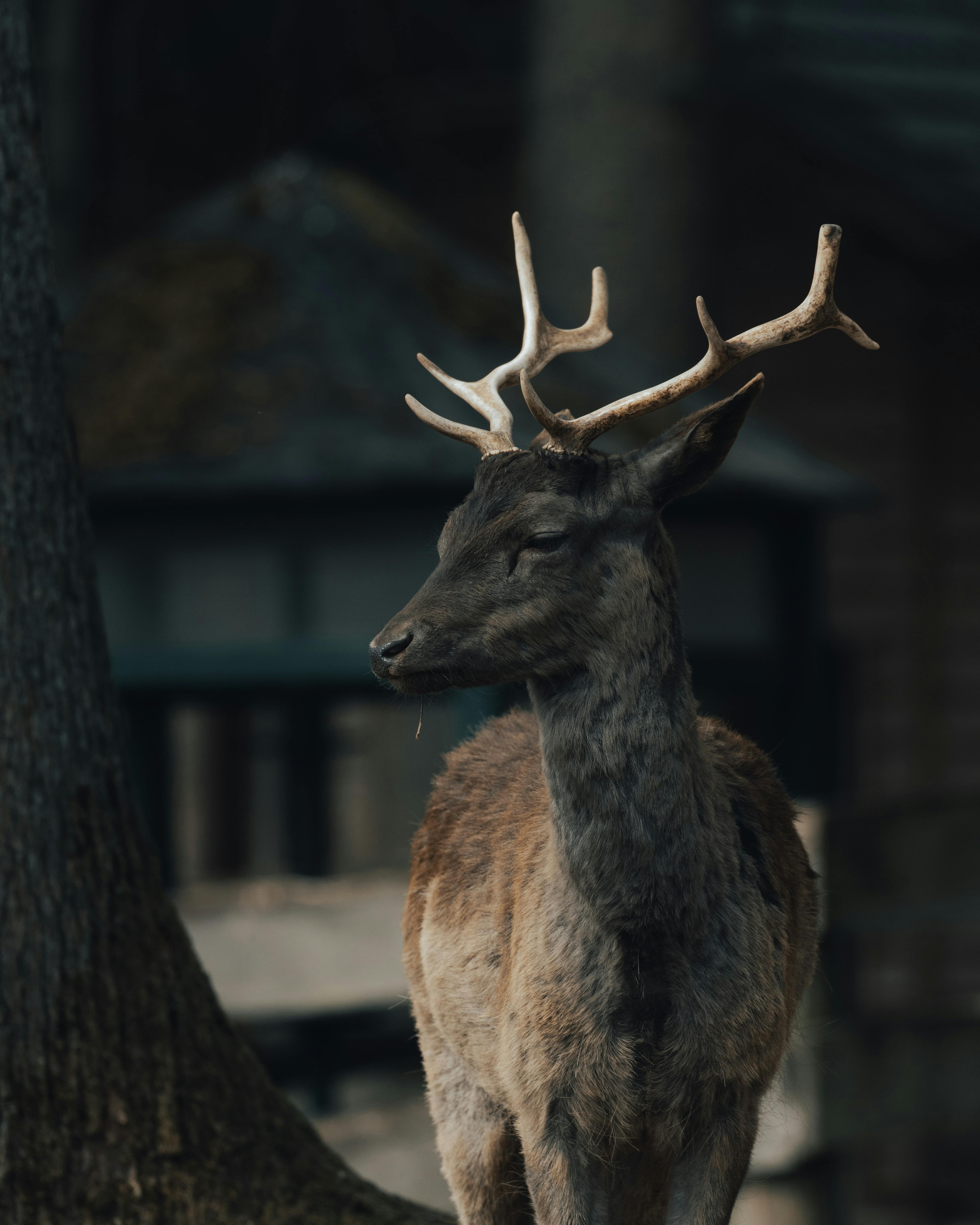 Calm deer with white spots standing in nature · Free Stock Photo