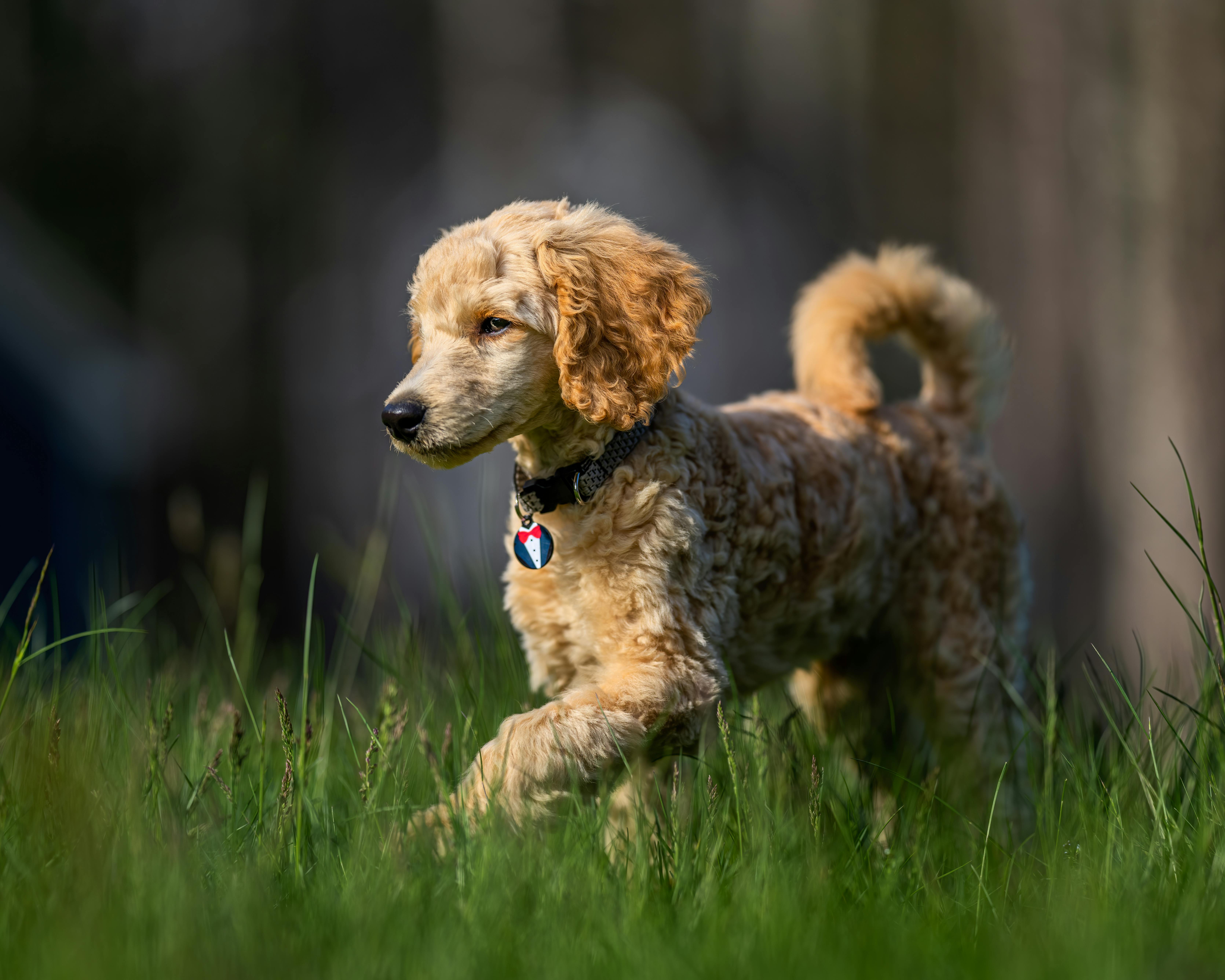Cute Dog Walking on Grass · Free Stock Photo
