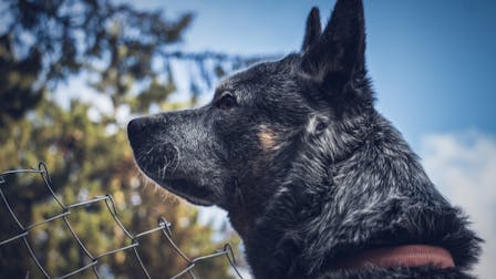 A Comprehensive Guide to Bluey Dog Colors: From Blue to More