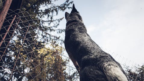 Female German Shepherds: Unique Traits and Care Requirements
