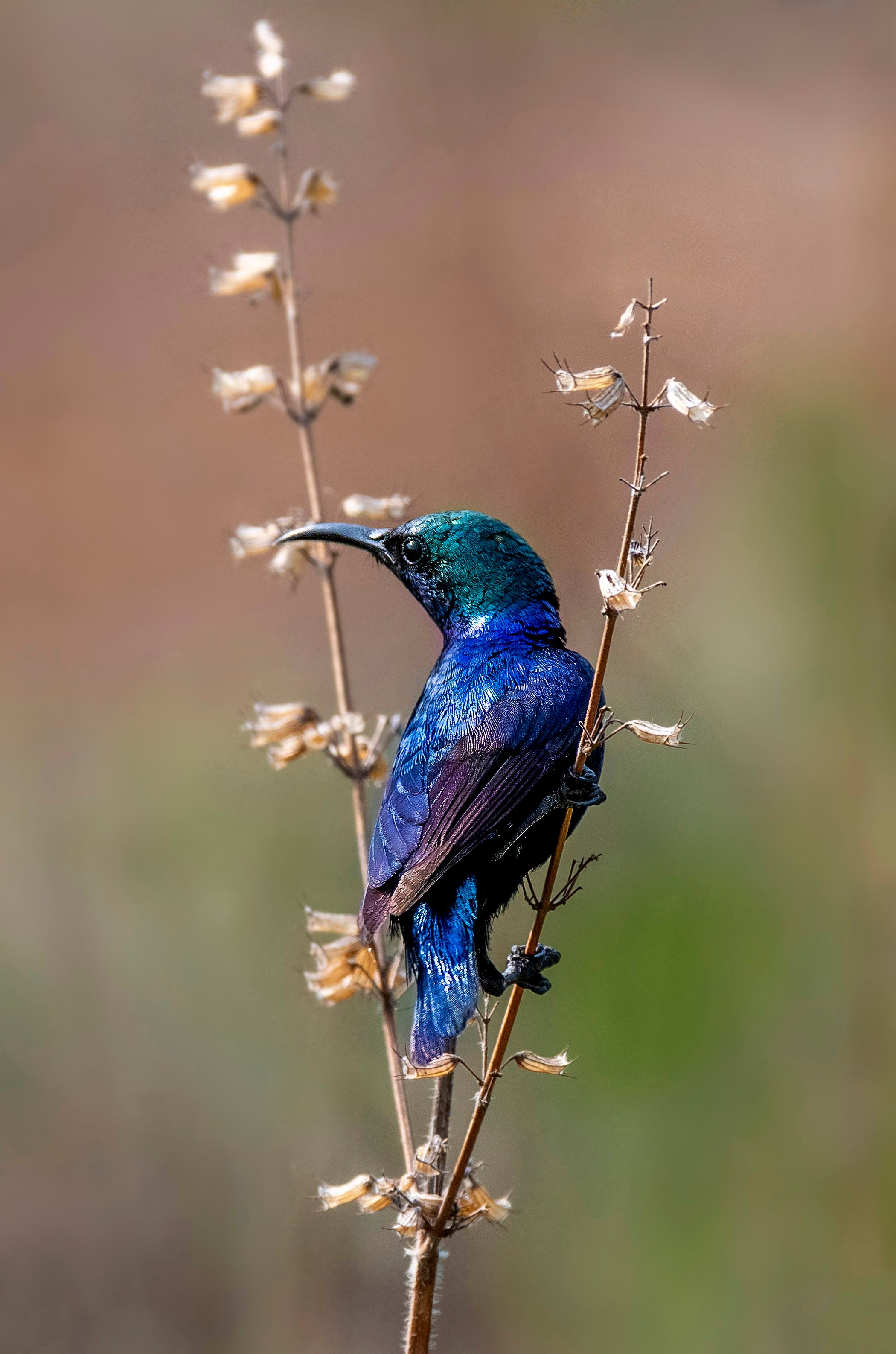 Purple Sunbird Photos, Download The BEST Free Purple Sunbird Stock ...