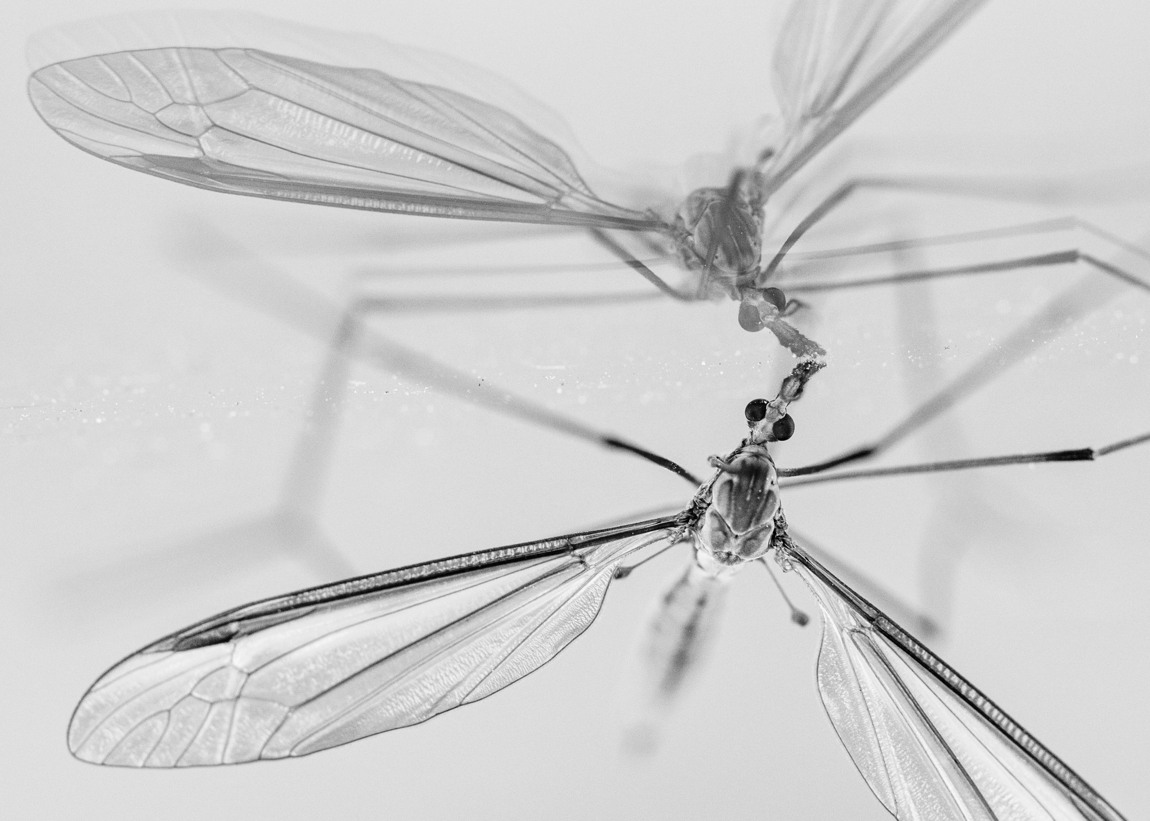 Grayscale Photo of Tipula Insects · Free Stock Photo