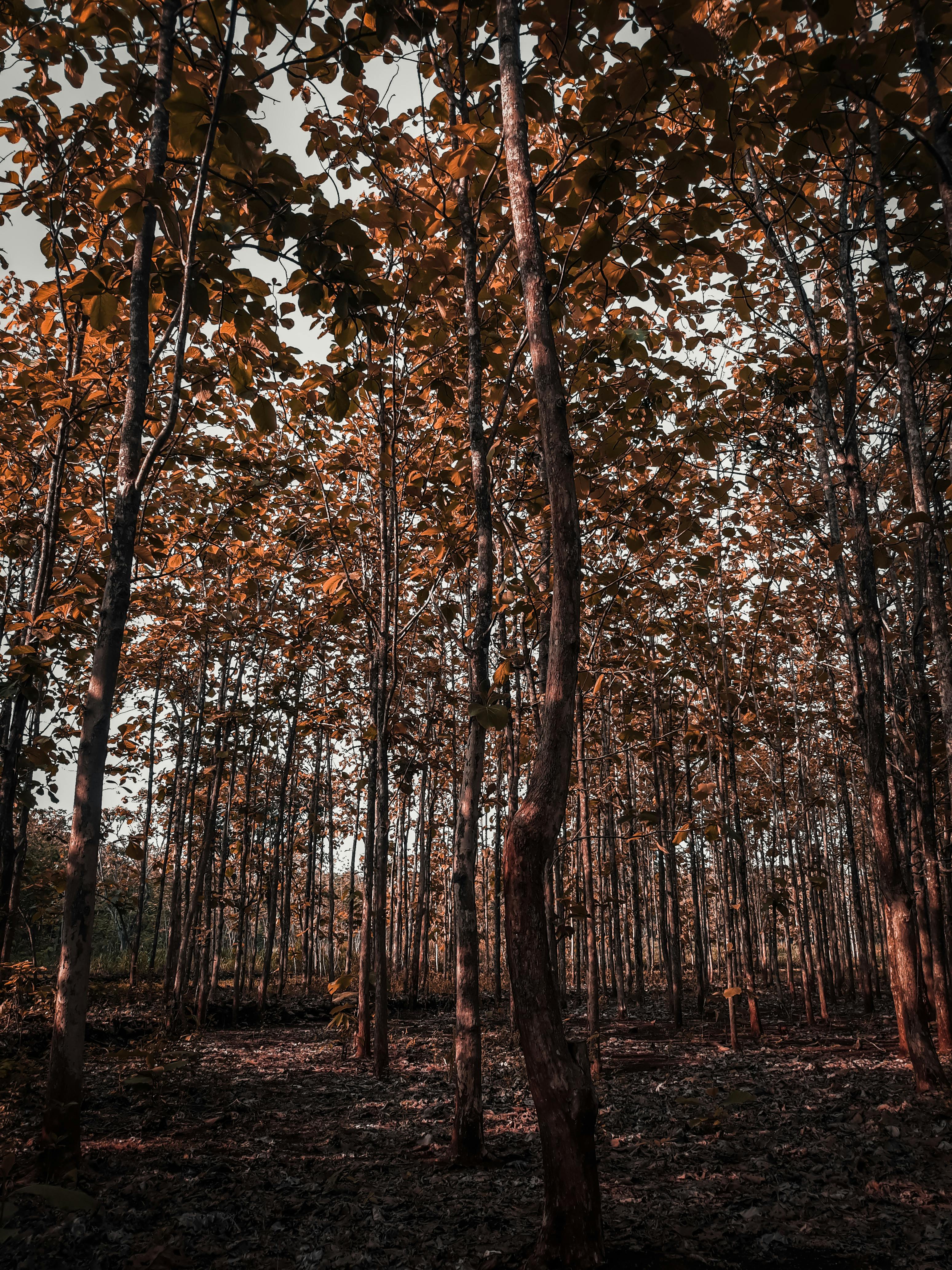 Tall Trees in the Forest · Free Stock Photo