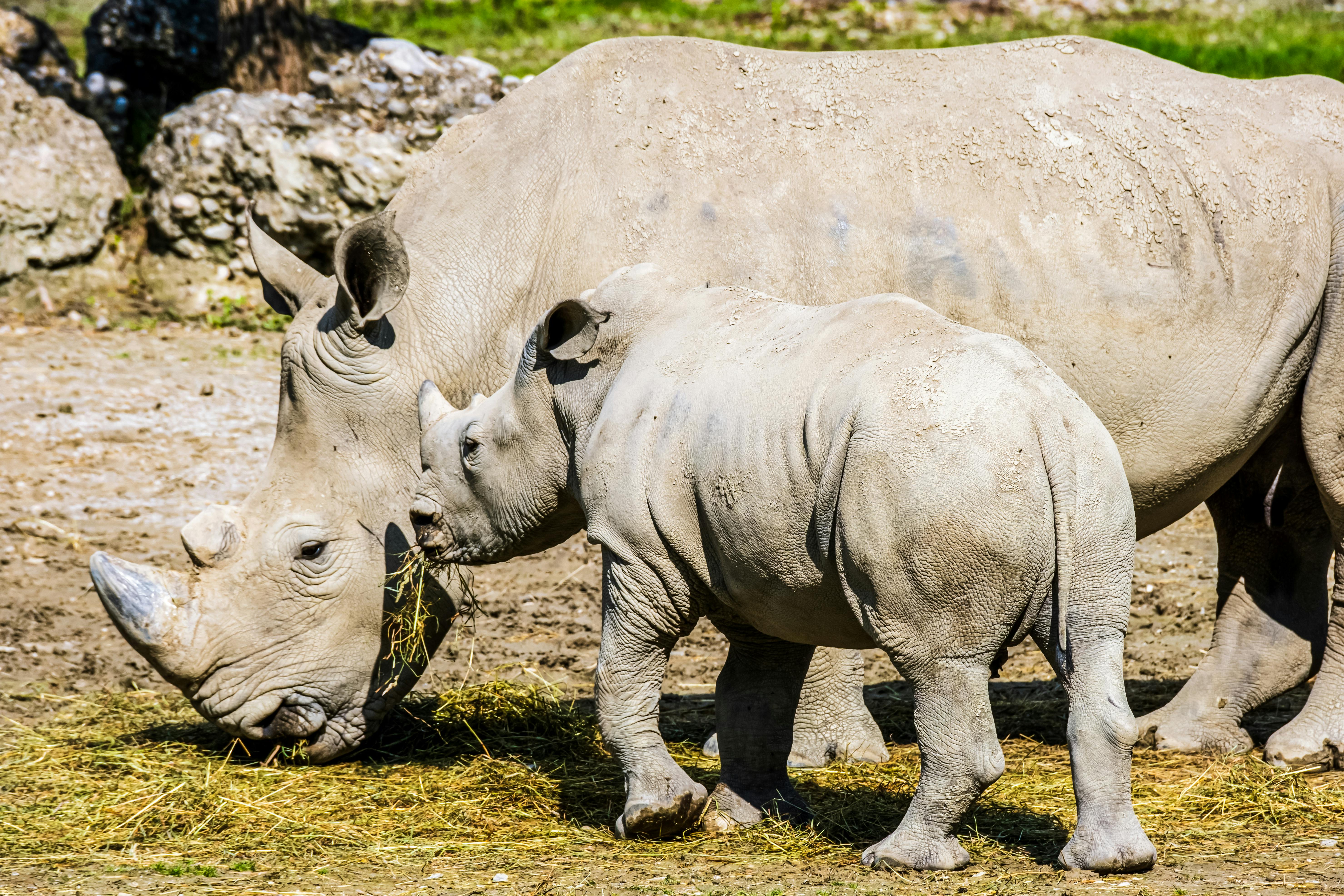Gray Rhinoceros and a Calf Walking on Green Grass · Free Stock Photo